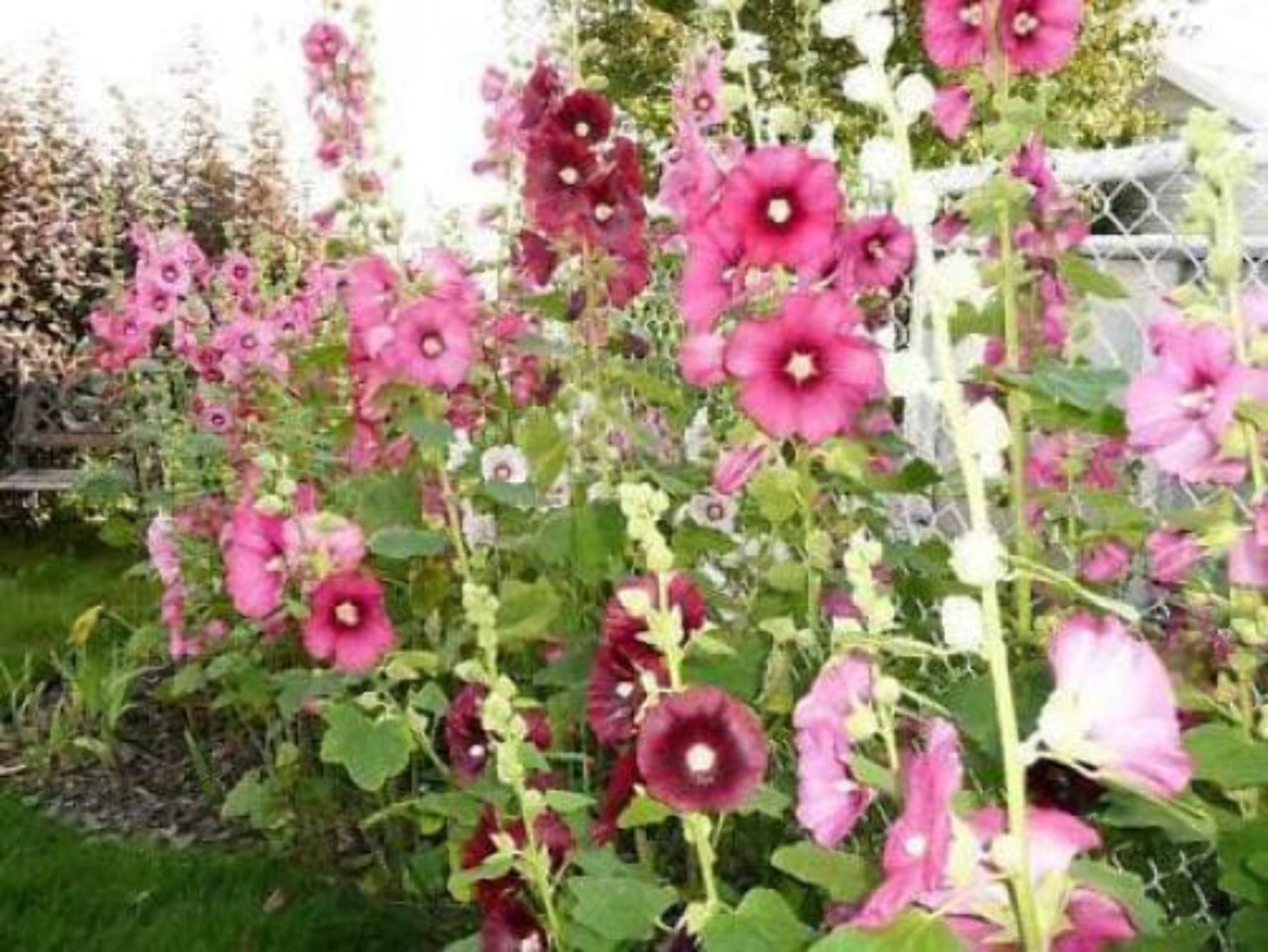 50 Mixed Colors HOLLYHOCK KING HENRY Viii Mix Alcea Rosea Flower Seeds ...