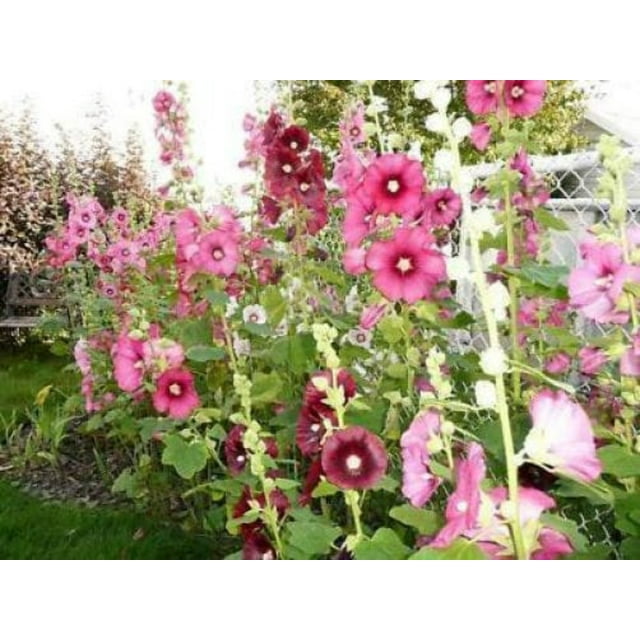 50 Mixed Colors HOLLYHOCK KING HENRY Viii Mix Alcea Rosea Flower Seeds ...