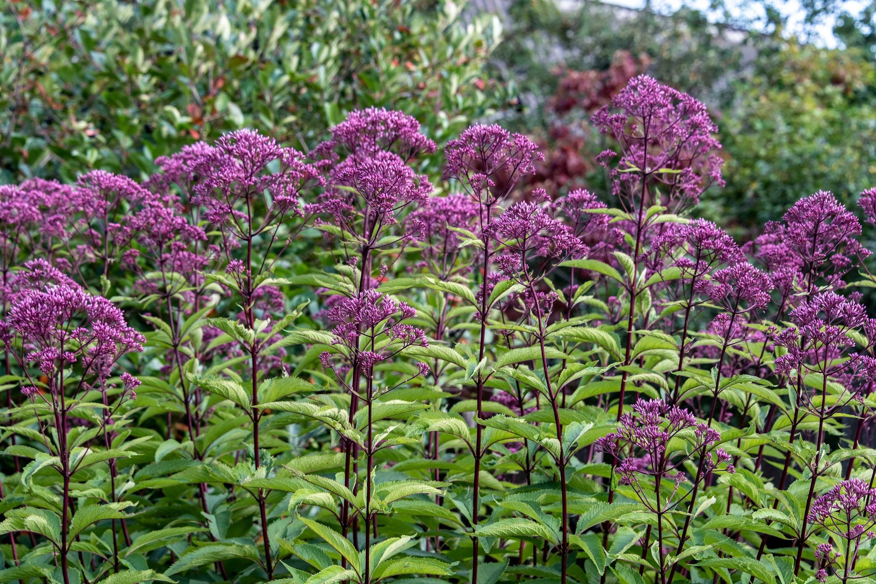 50 Mixed Colors Perennial Shade Plant - JOE PYE WEED Eupatorium ...