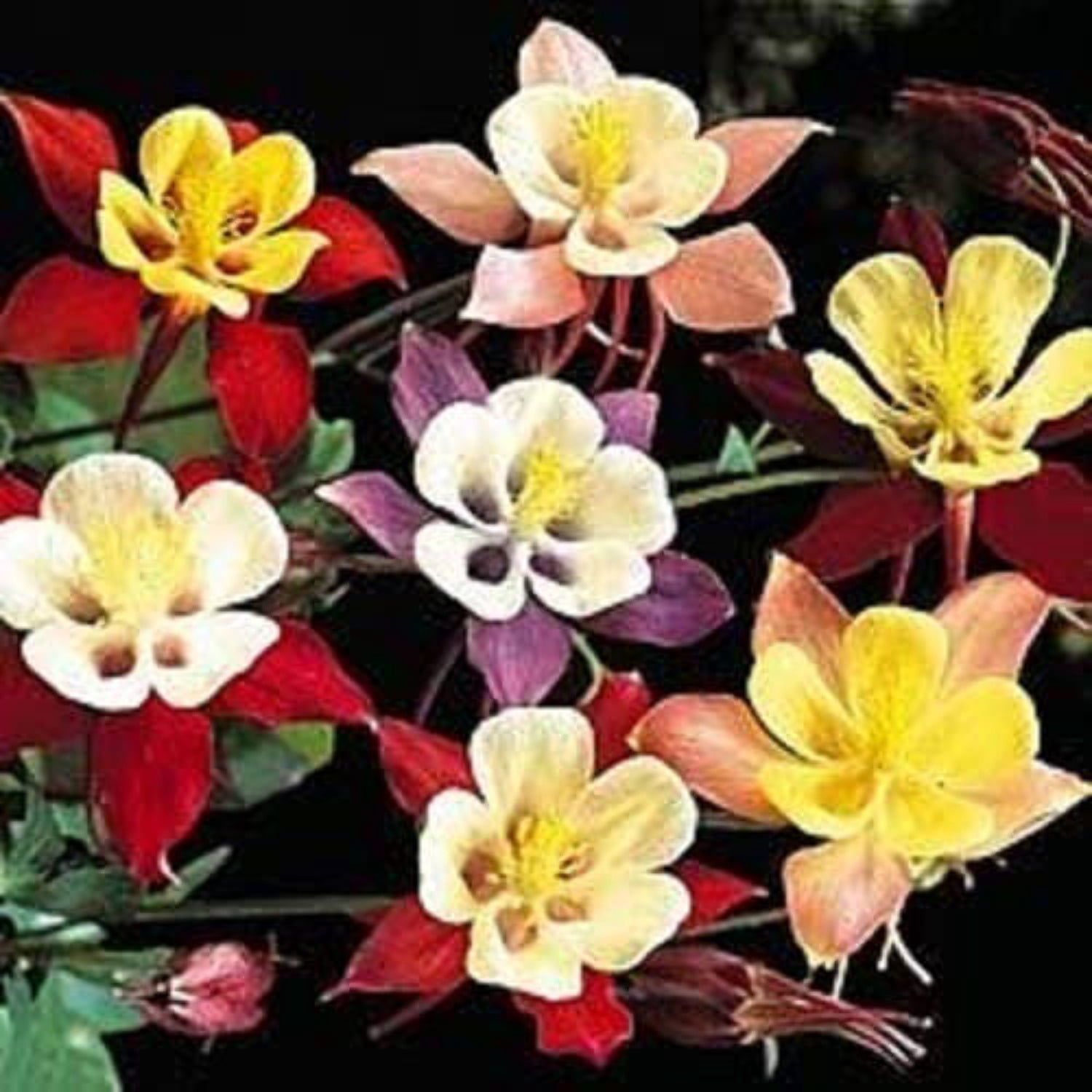 50 Mixed Colors MCKANAS GIANT COLUMBINE Aquilegia Vulgaris Flower Seeds ...