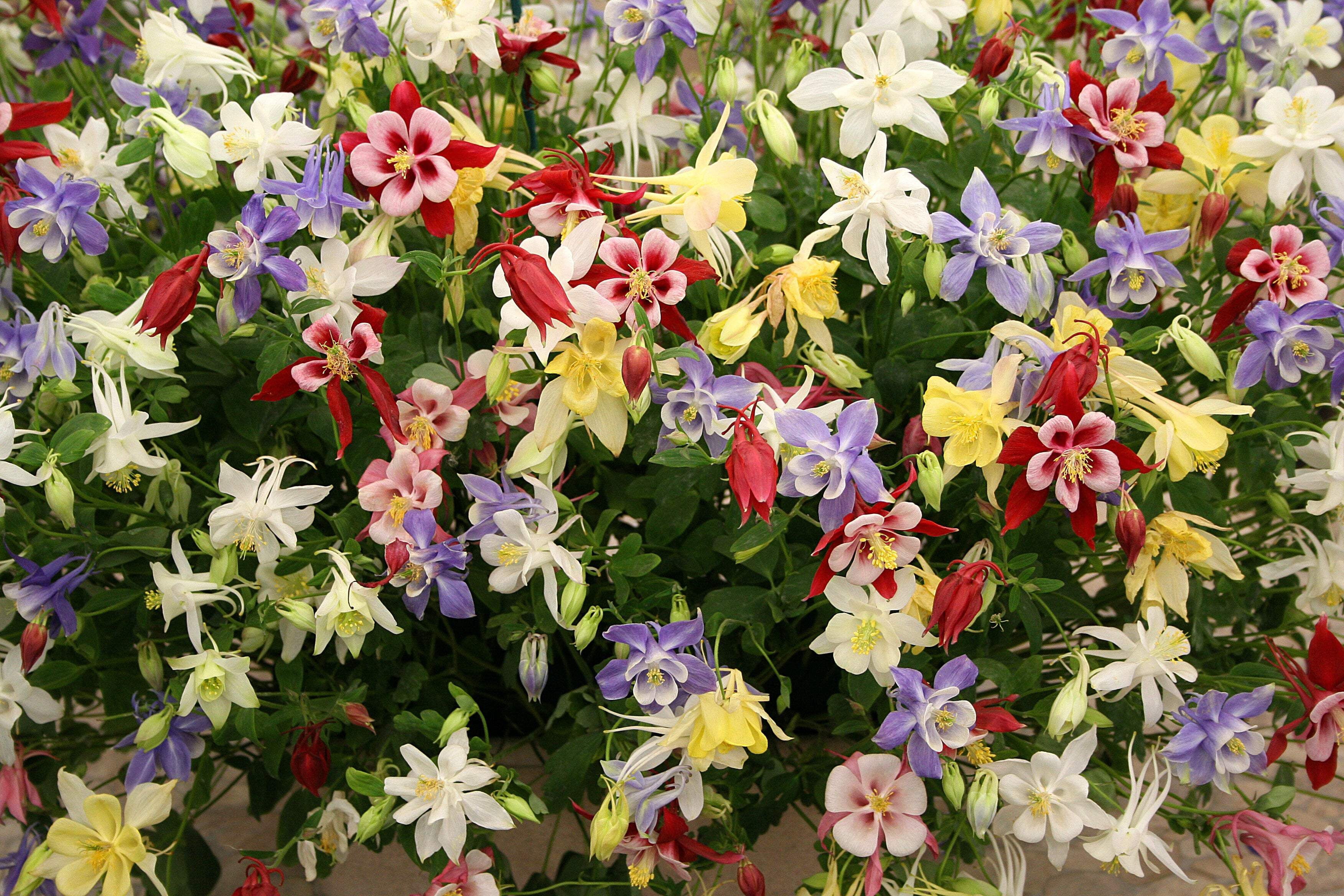 50 Mixed Colors MCKANAS GIANT COLUMBINE Aquilegia Vulgaris Flower Seeds ...