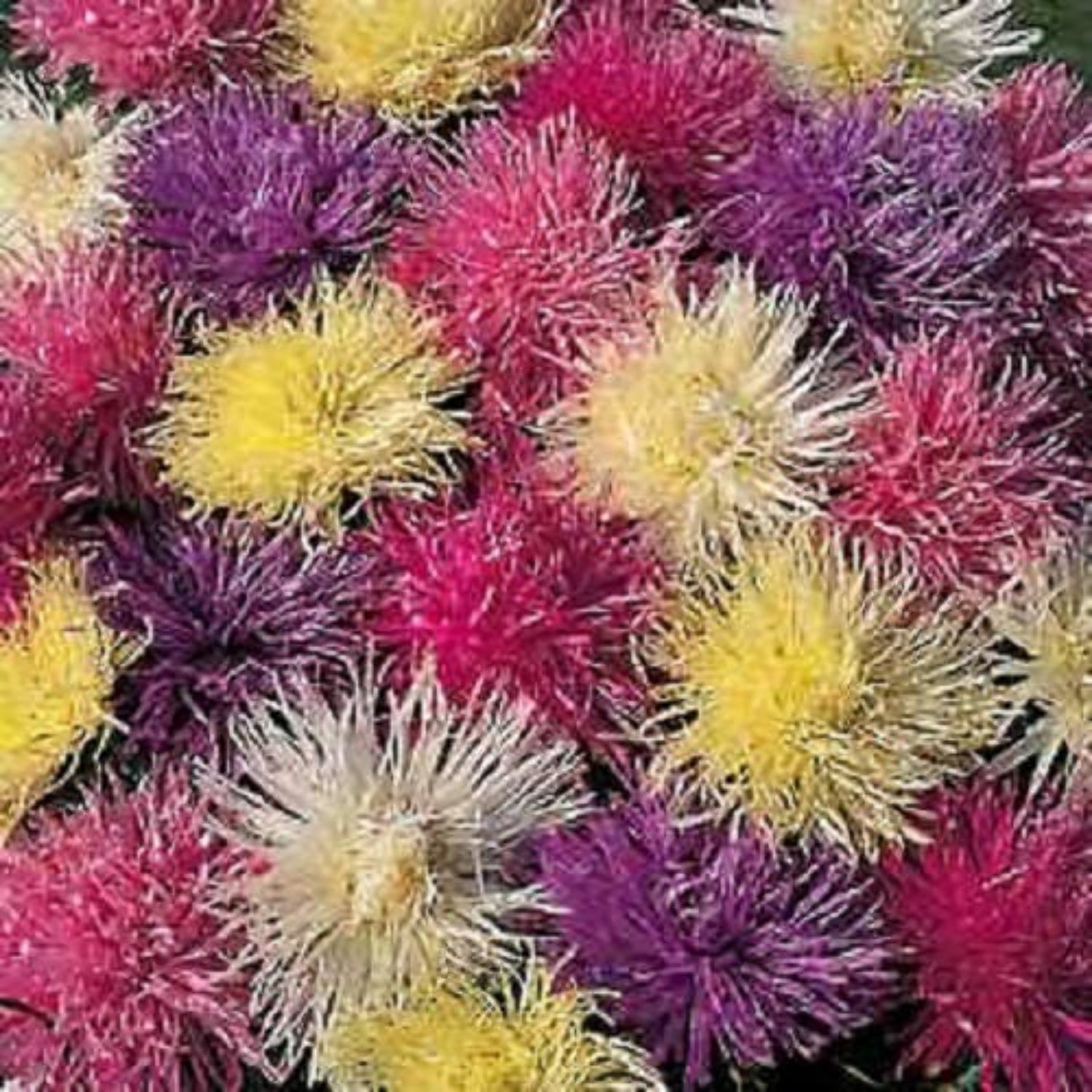 50 Mixed OSTRICH PLUME ASTER Feather Spider Callistephus Chinensis ...