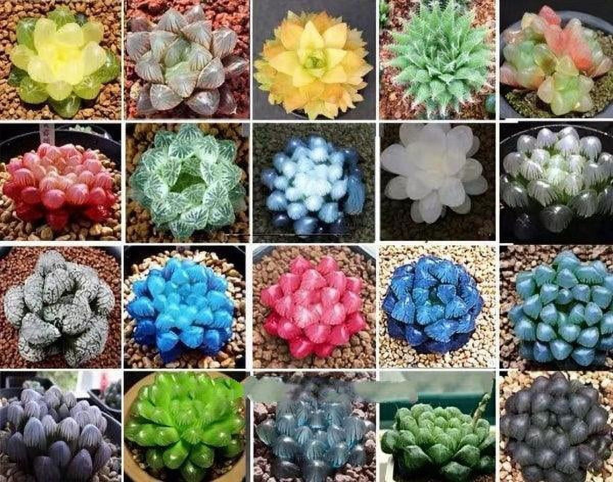 US SEED BANK 50 Mixed Lithops Plant Seeds, Rare Living Stones - Walmart.com