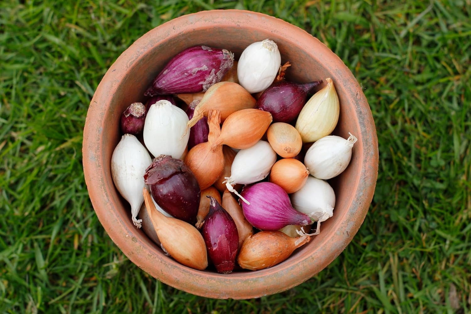 50 Mixed Sweet Onion Sets for Planting - White, Yellow and Red Onions ...
