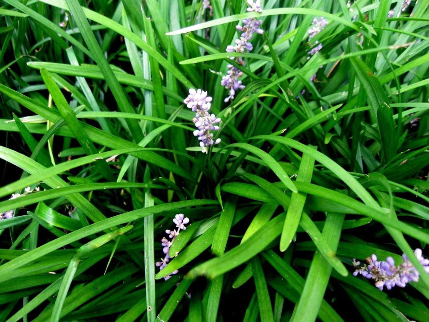 Monkey Grass Border