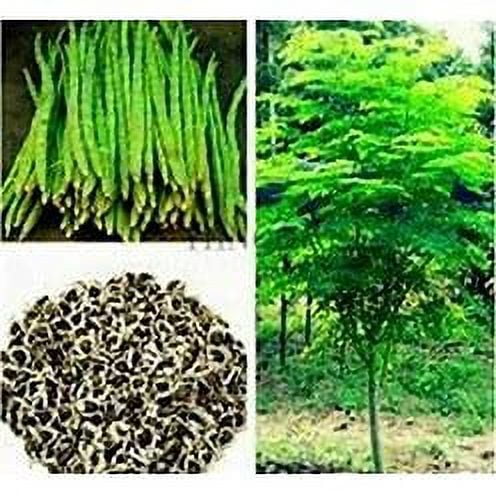 50 Moringa Seeds Organic Large Size Pkm1 Variety Malunggay Shobhanjana ...