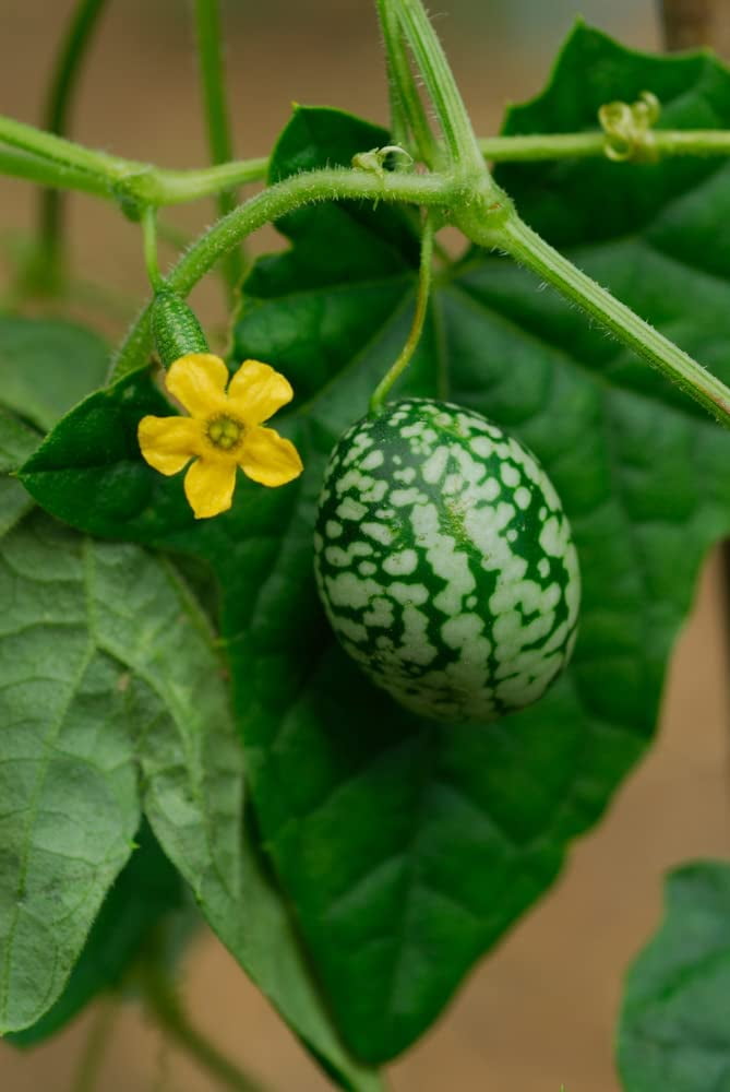 CZ Grain Mouse Melon Seeds, 50 Cucamelon Seeds, Exotic Sour Spicy ...