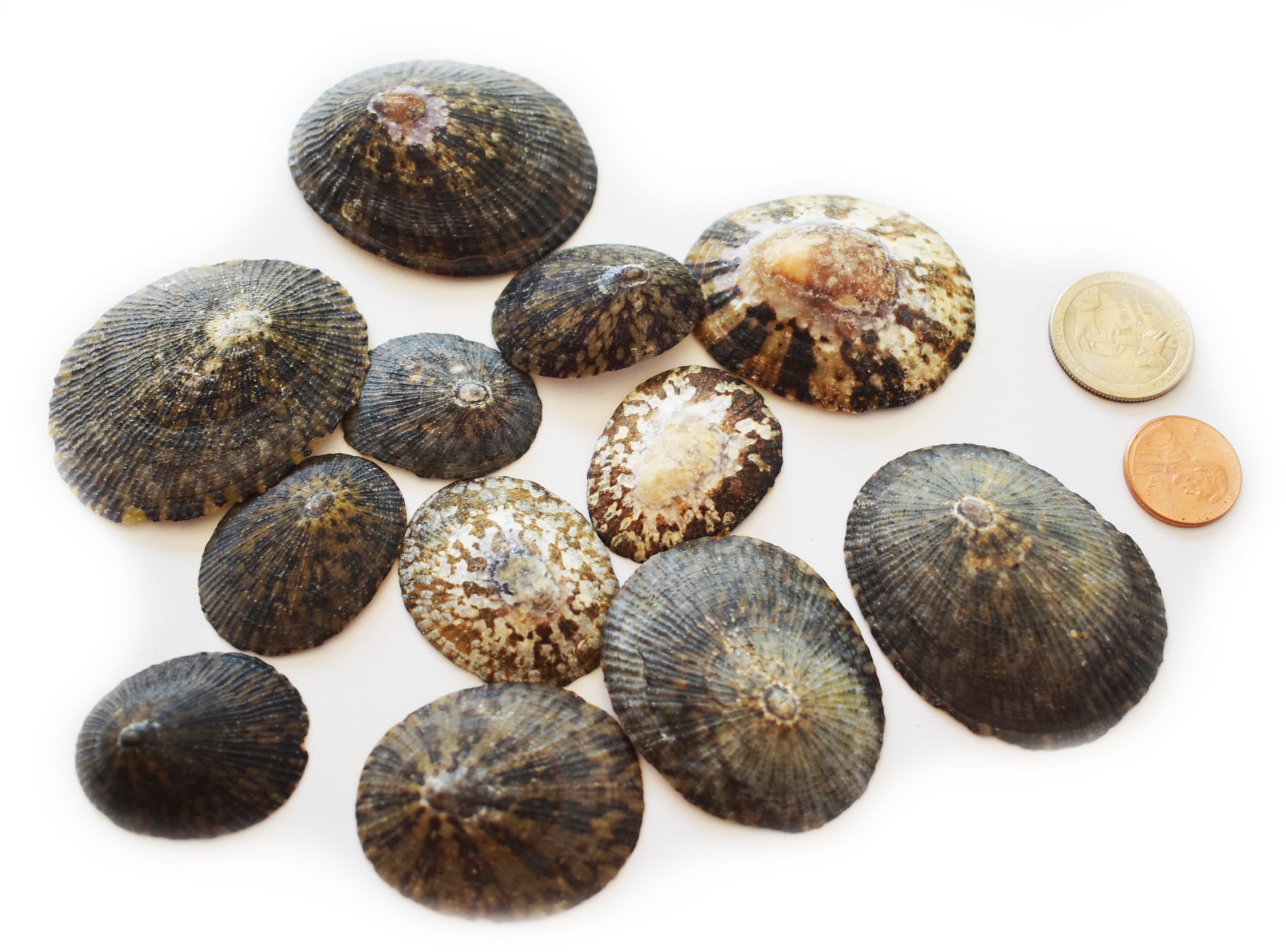 50 Natural Brown Limpet Seashells 1.25-2.5' (33-63mm) Craft Beach ...