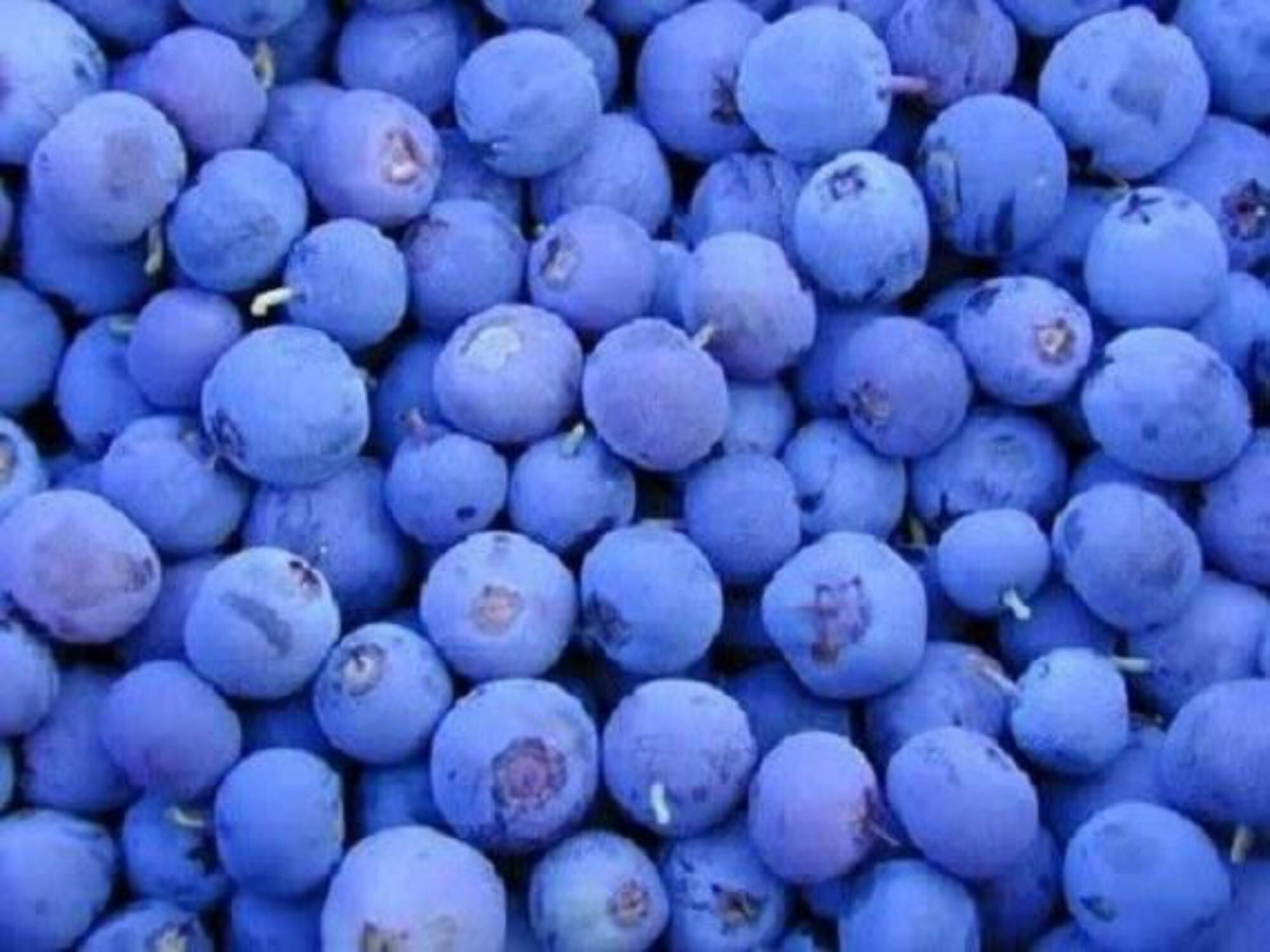 50 Northern HIGHBUSH BLUEBERRY BUSH Vaccinium Fruit Shrub Blue Berry ...