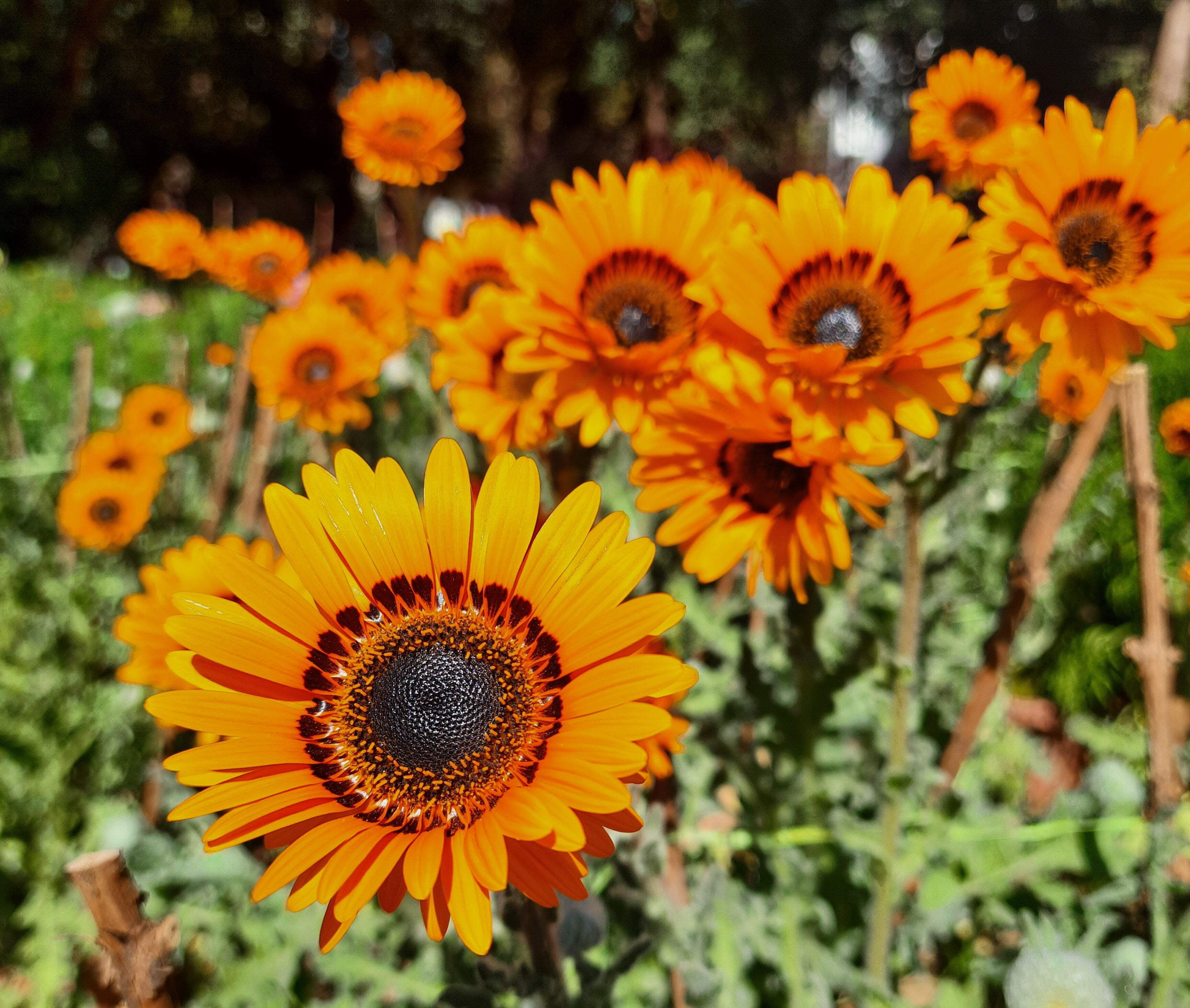 50 ORANGE PRINCE Cape DAISY Monarch of the Veldt Venidium Fastuosum ...