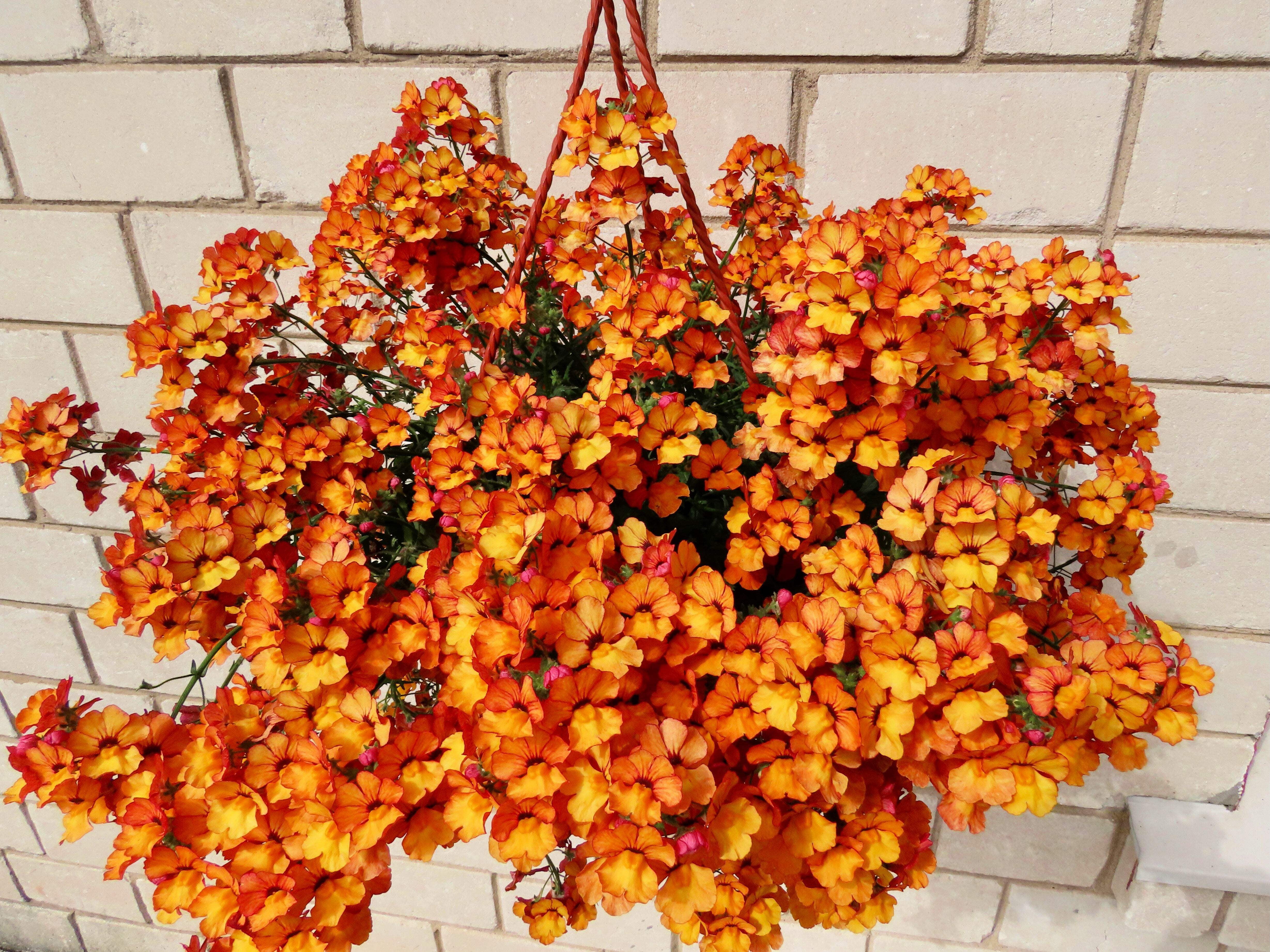 50 ORANGE PRINCE NEMESIA Strumosa Flower Seeds - Walmart.com