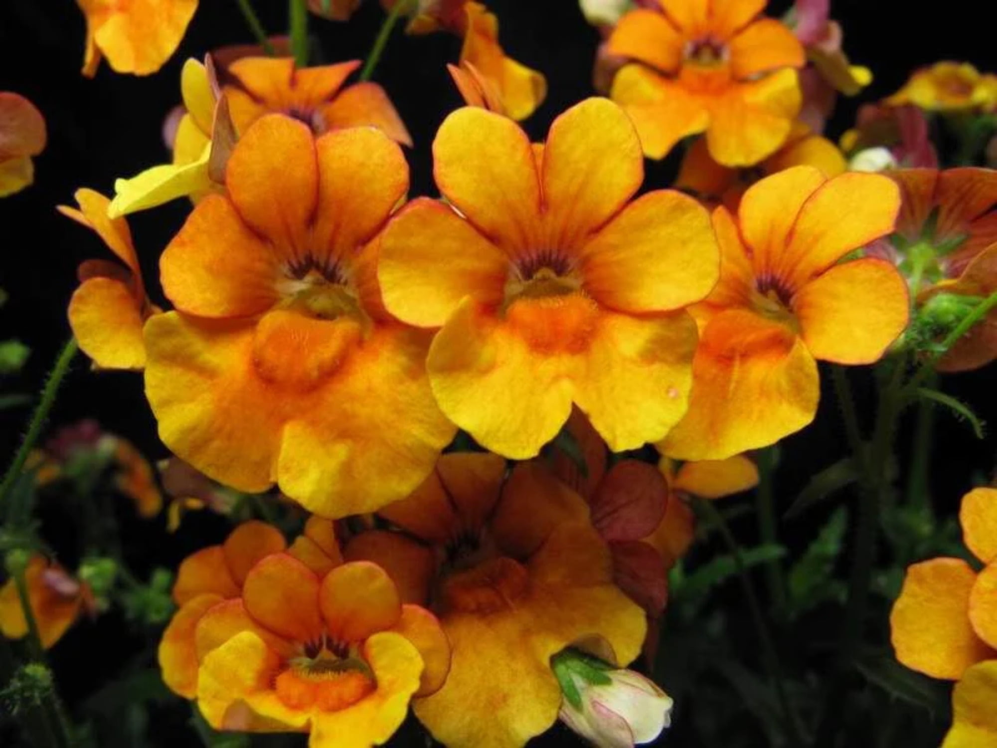 50 ORANGE PRINCE NEMESIA Strumosa Flower Seeds - Walmart.com
