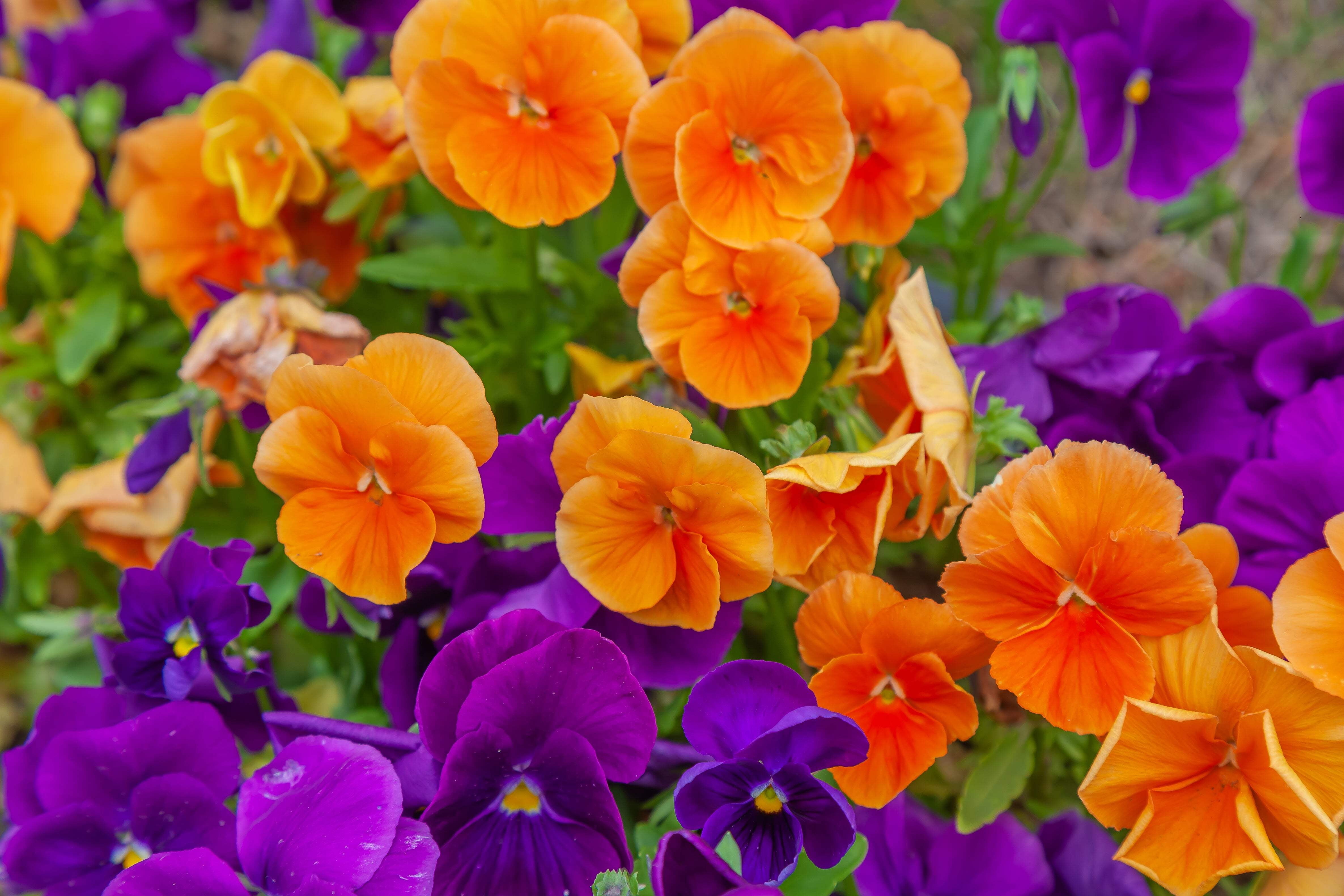 50 ORANGE SUN PANSY Swiss Giant Viola Wittrockiana Flower Seeds ...