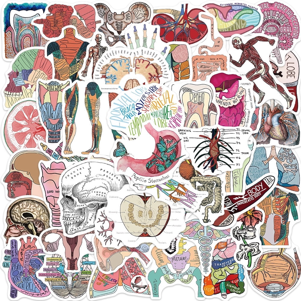 50 Organ Anatomy Stickers, Medical Science Vinyl Decals for Laptops ...