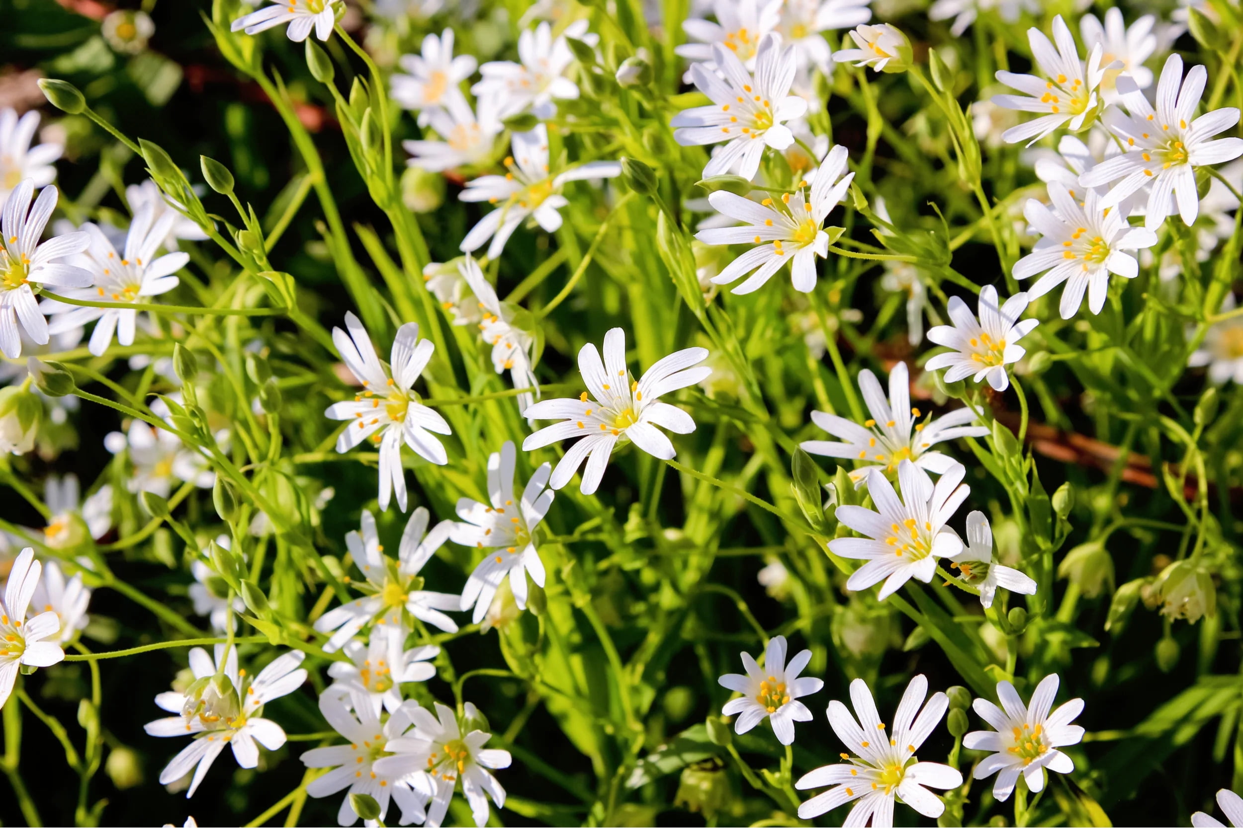 50 Organic CHICKWEED Stellaria Media Starwort Stitchwort White Flower ...