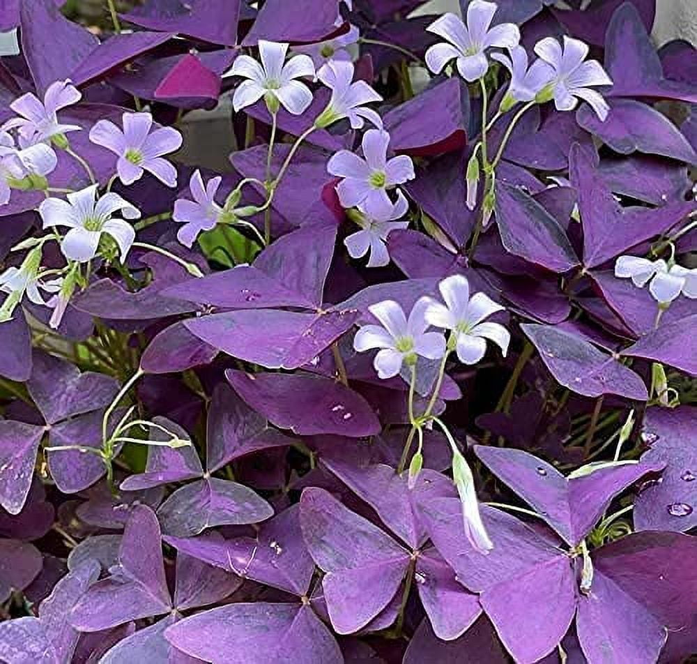 50 Oxalis Triangularis Bulbs to Plant Purple Shamrock - Walmart.com