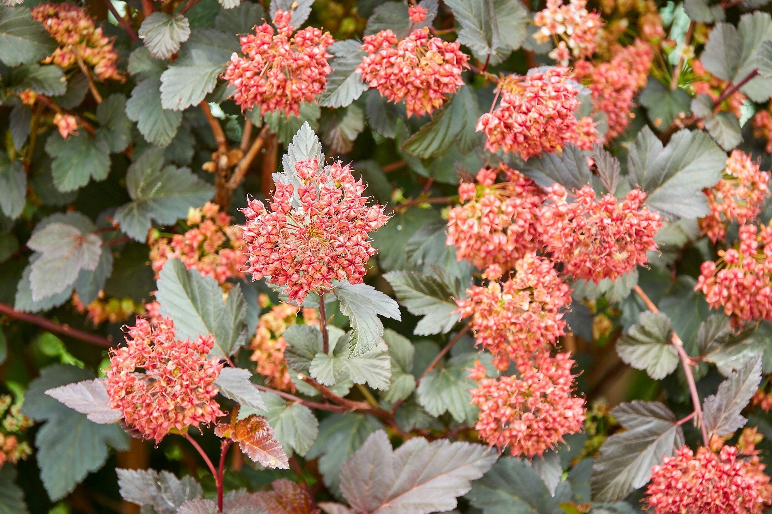 50 PACIFIC NINEBARK Physocarpus Capitatus Western Ninebark Native White ...
