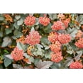 50 PACIFIC NINEBARK Physocarpus Capitatus Western Ninebark Native White ...
