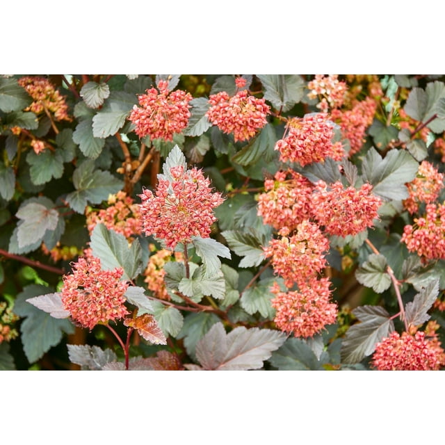 50 PACIFIC NINEBARK Physocarpus Capitatus Western Ninebark Native White ...