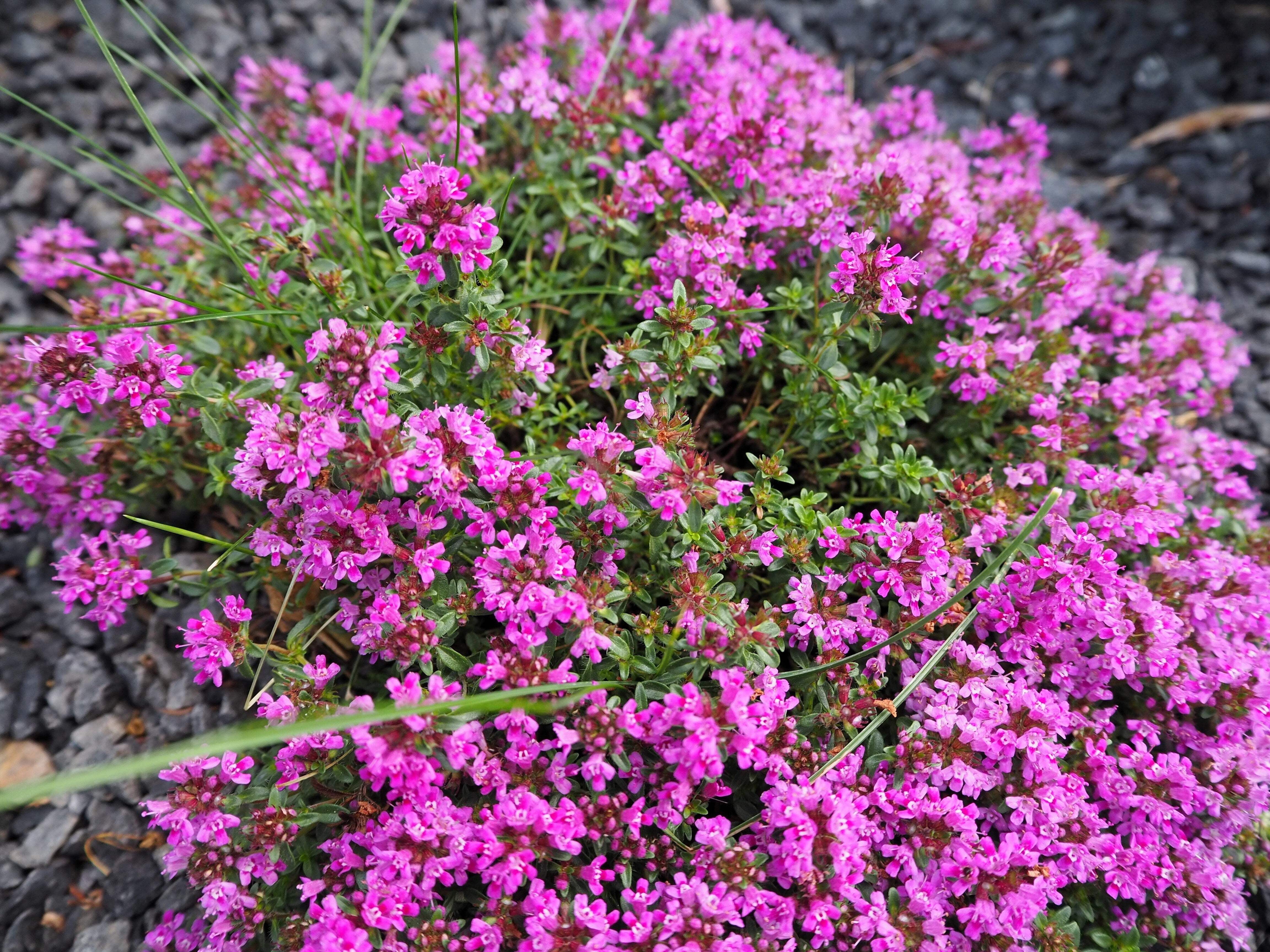 50 PAGODA MIX PRUNELLA Grandiflora Bigflower Selfheal Blue Pink etc ...