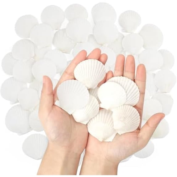 50 PCS Natural Sea Shells 1.6" to 2" White Scallop Shells for DIY ...