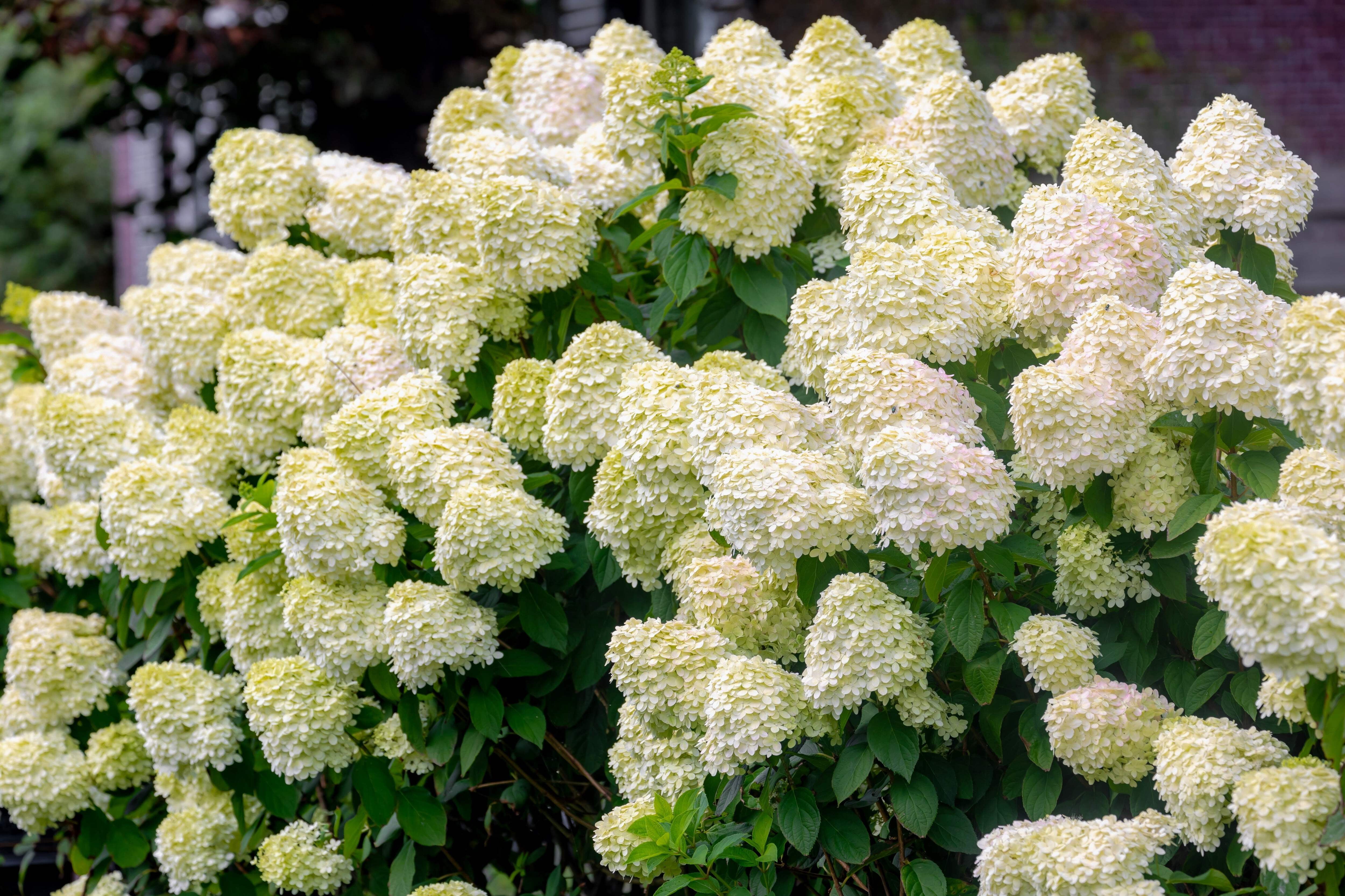 50 PEE GEE HYDRANGEA Paniculata Peegee Panicle White Pink Flower Shrub ...