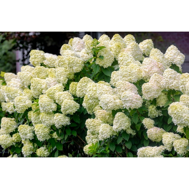 50 PEE GEE HYDRANGEA Paniculata Peegee Panicle White Pink Flower Shrub ...