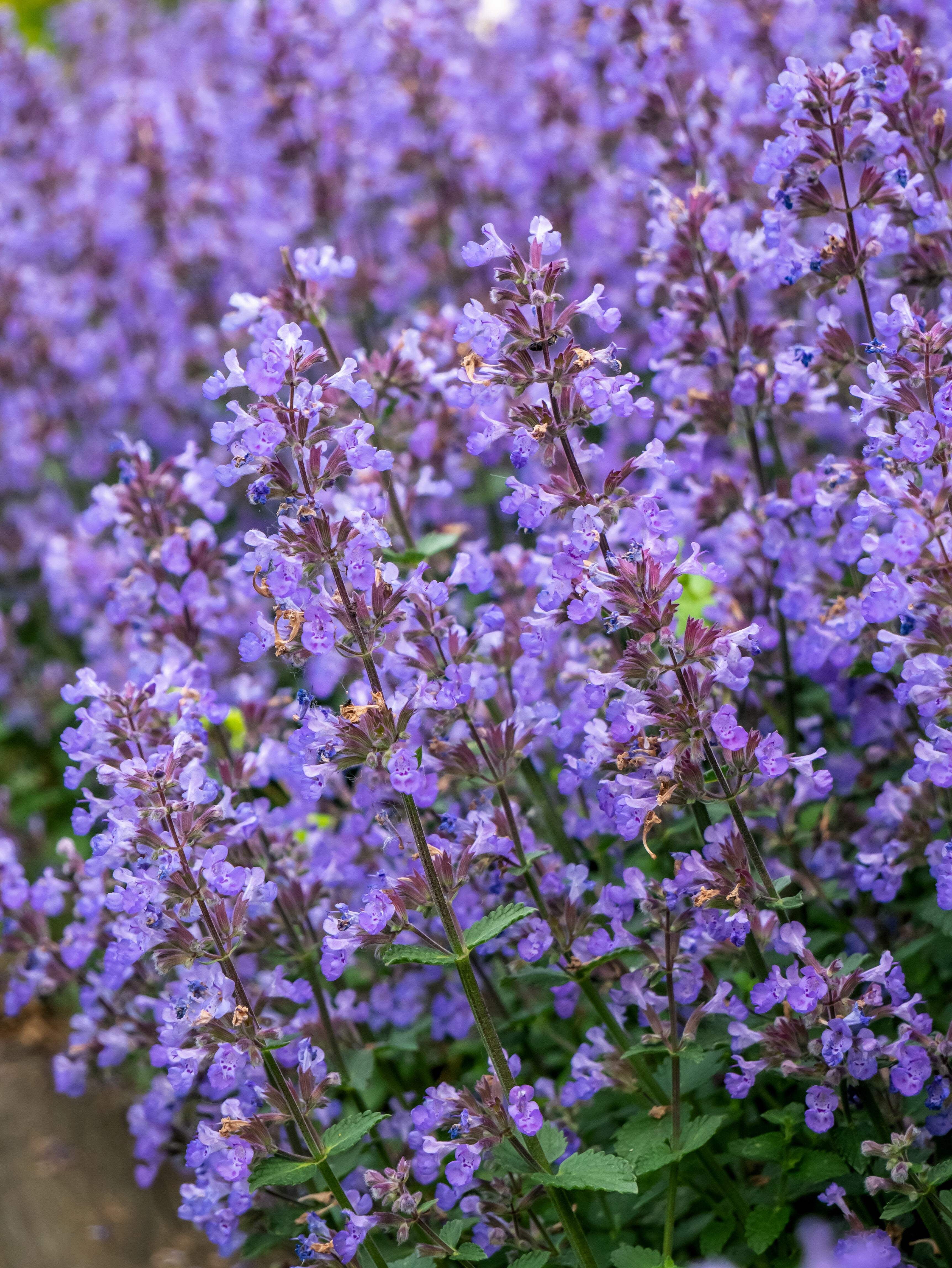 50 Lavender-Blue Persian Catmint Plant, Nepeta Racemosa Flower Seeds ...