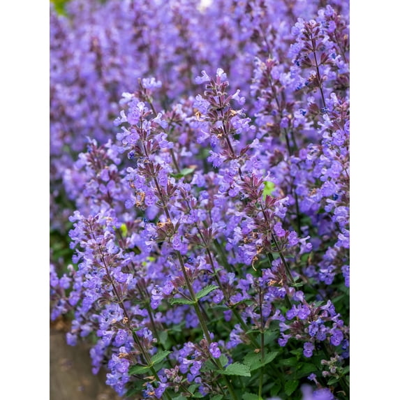 50 Lavender-Blue Persian Catmint Plant, Nepeta Racemosa Flower Seeds ...
