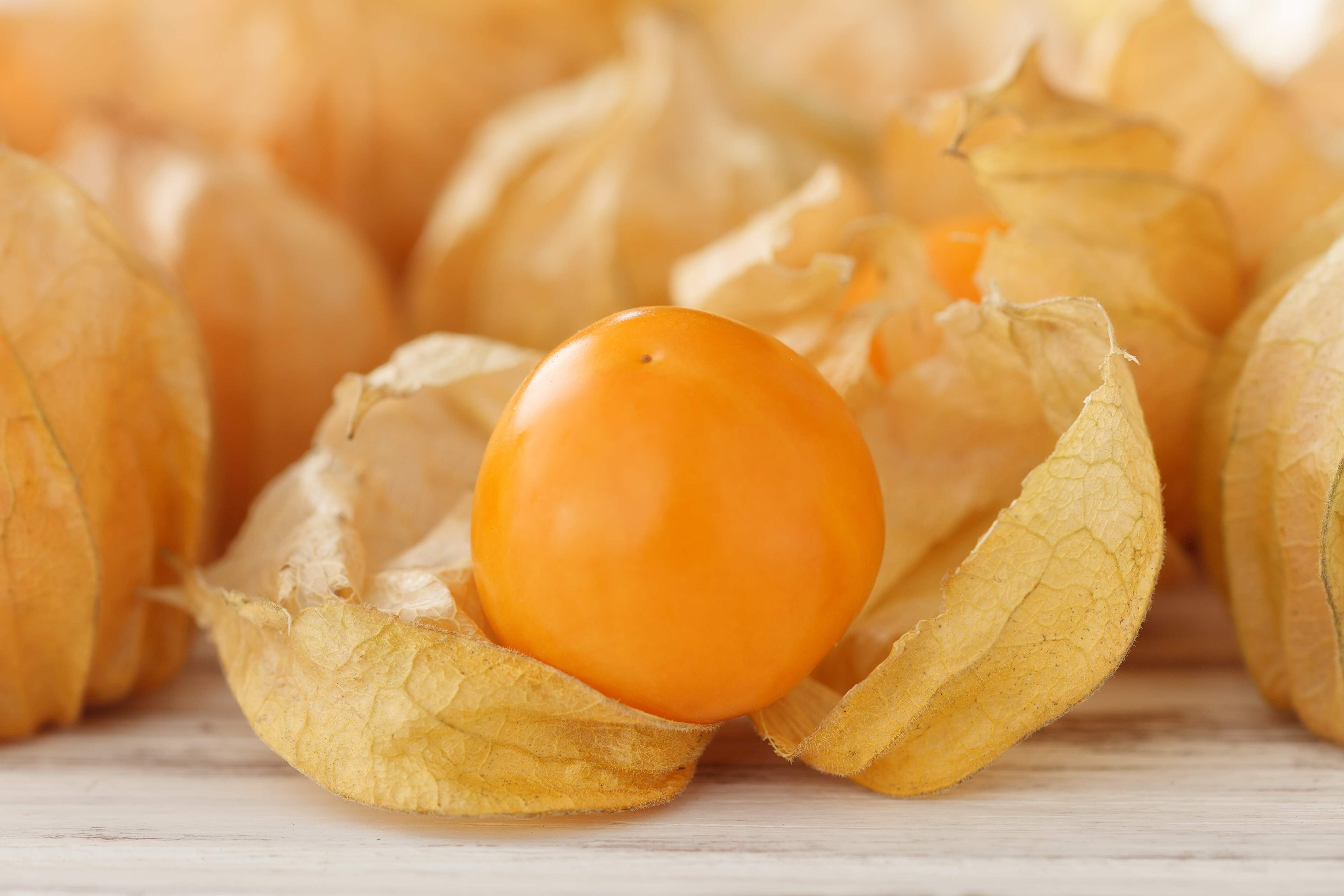 Seedville USA Peruvian Ground Cherry Seeds Physalis Peruviana Cape ...