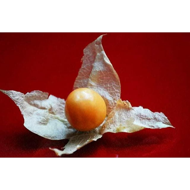 50 PINEAPPLE TOMATILLO Yellow Ground Cherry Physalis Ixocarpa Fruit ...