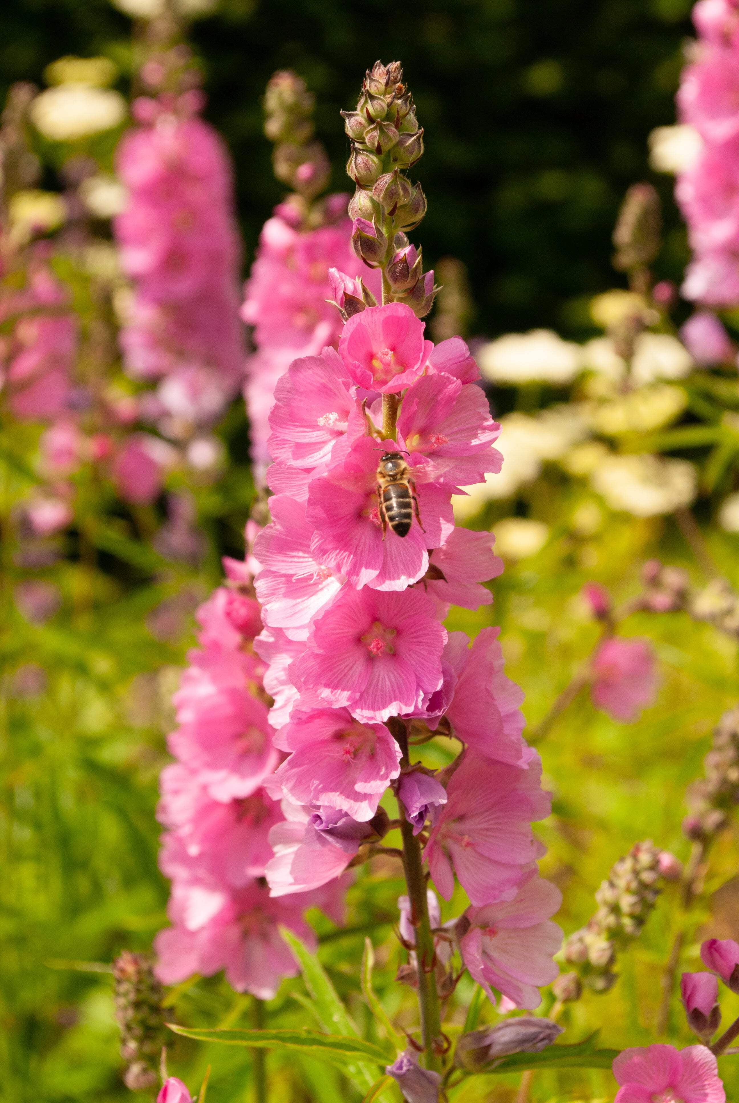 50 PINK CHECKERMALLOW Sidalcea Hendersonii Henderson's Checkerbloom ...