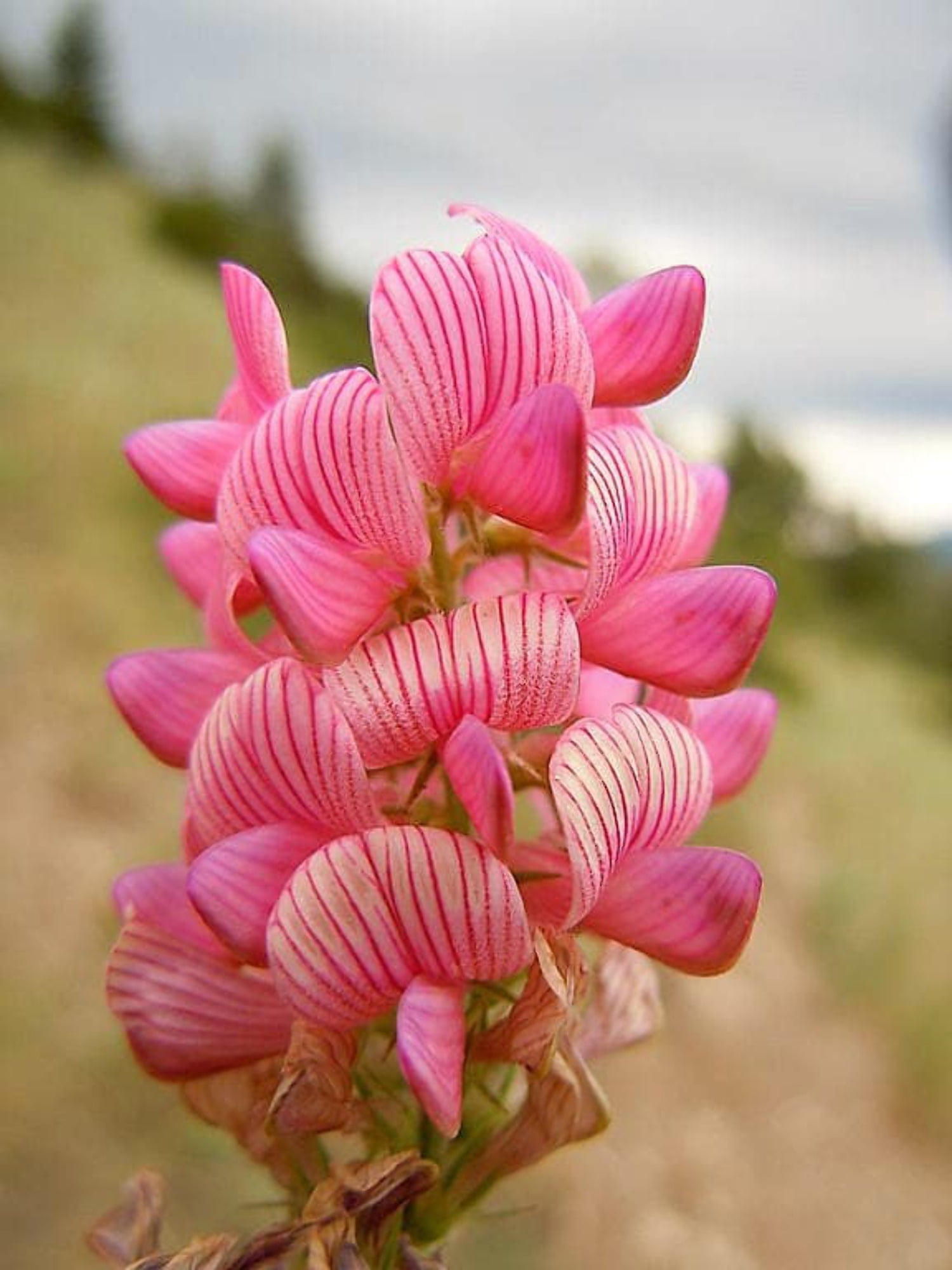 50 PINK SAINFOIN Common Onobrychis Viciifolia Holy Clover Legume Ground ...