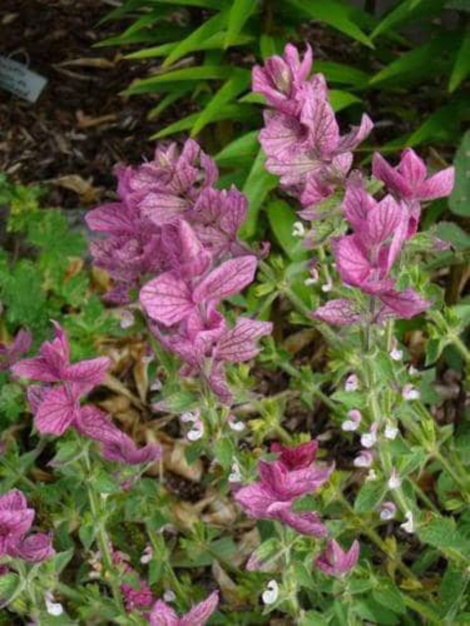 50 'PINK Sundae' Clary SAGE / SALVIA Viridis Horminum Herb Flower Seeds ...