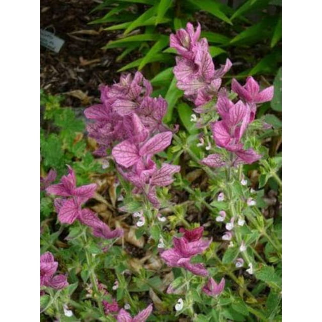 50 'PINK Sundae' Clary SAGE / SALVIA Viridis Horminum Herb Flower Seeds ...
