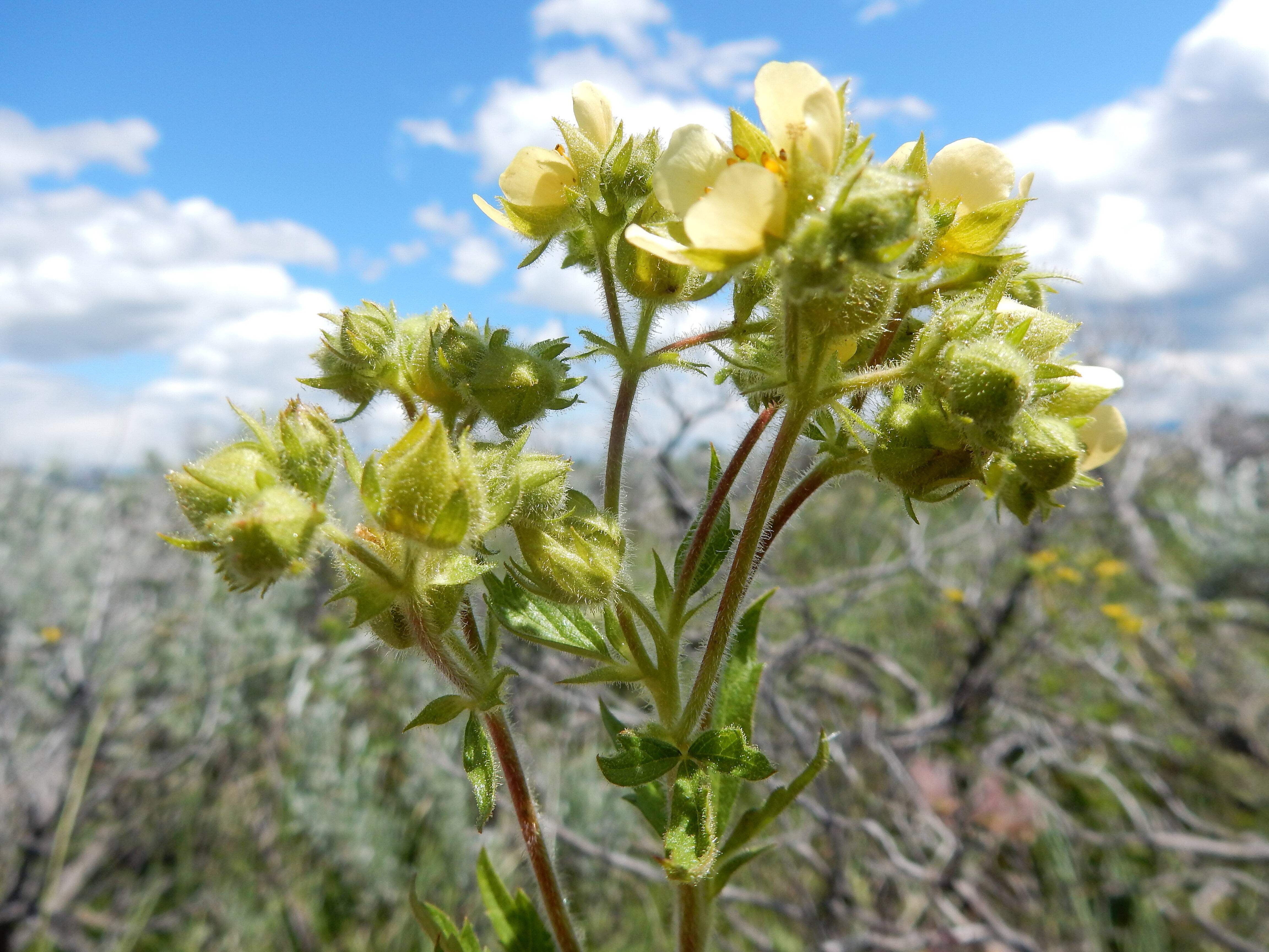 50 PRAIRIE CINQUEFOIL Tall Potentilla Drymocallis Arguta White Pale ...