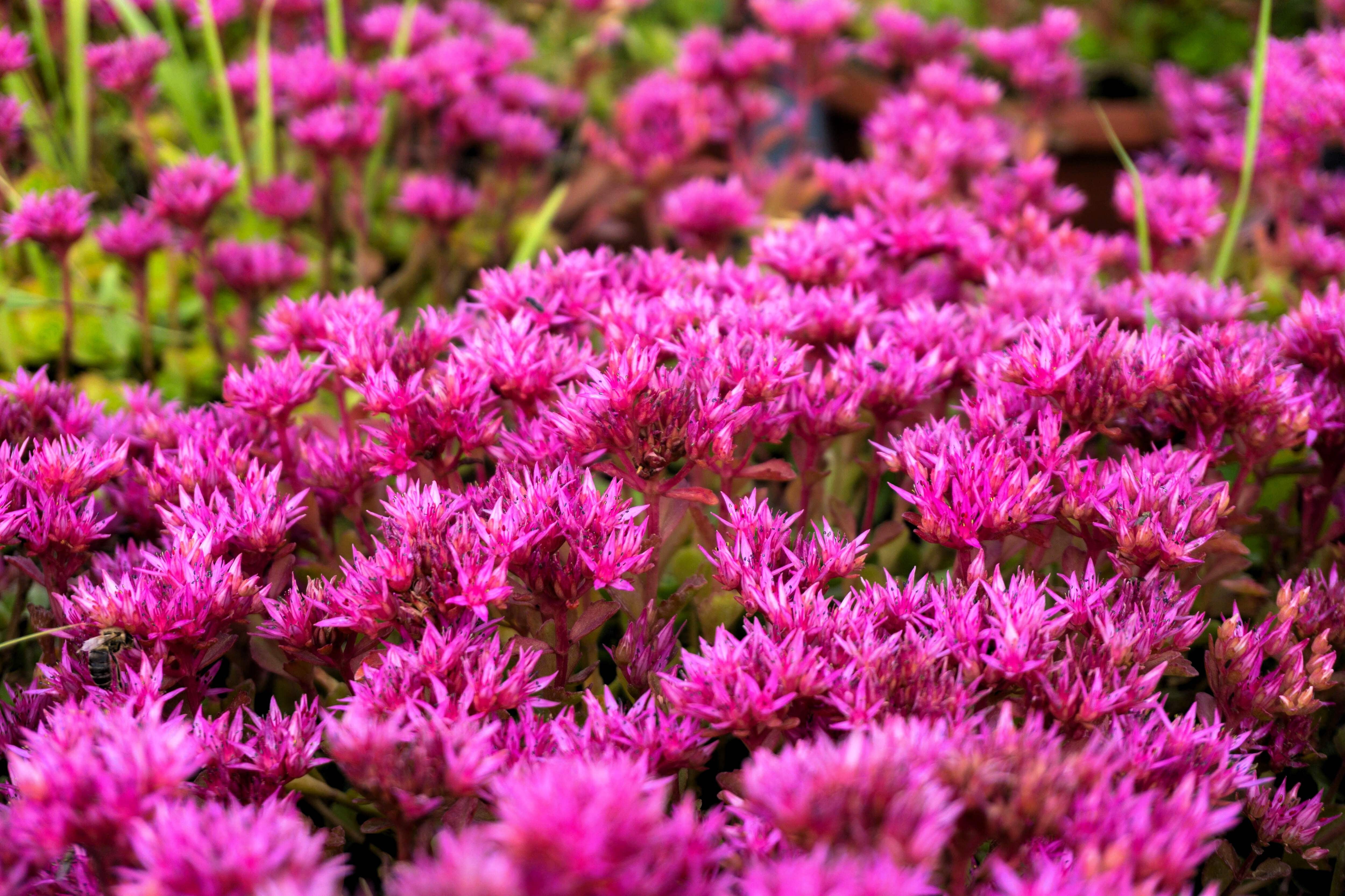 50 PURPLE CARPET SEDUM Spurium Coccineum Groundcover Flower Seeds ...