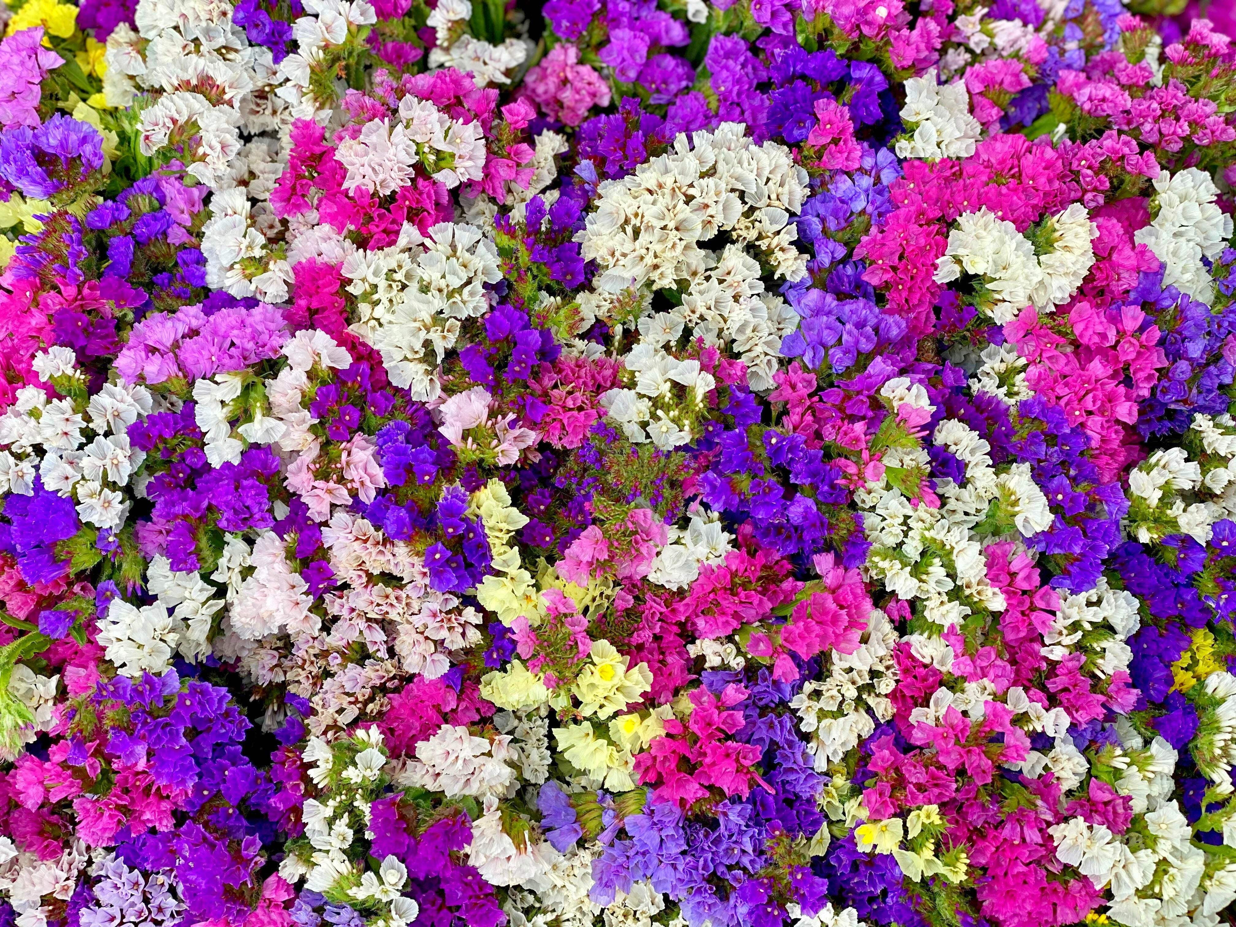 50 Pacific Mix Statice Sinuata Flower Seeds, Mixed Colors Sea Lavender ...