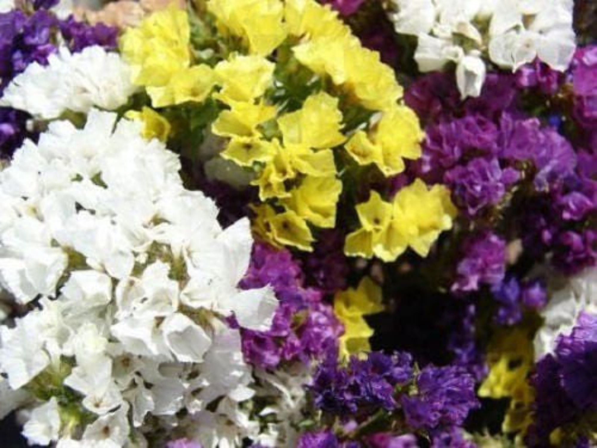 50 Pacific Mix STATICE SINUATA Mixed Colors (Sea Lavender) Limonium ...