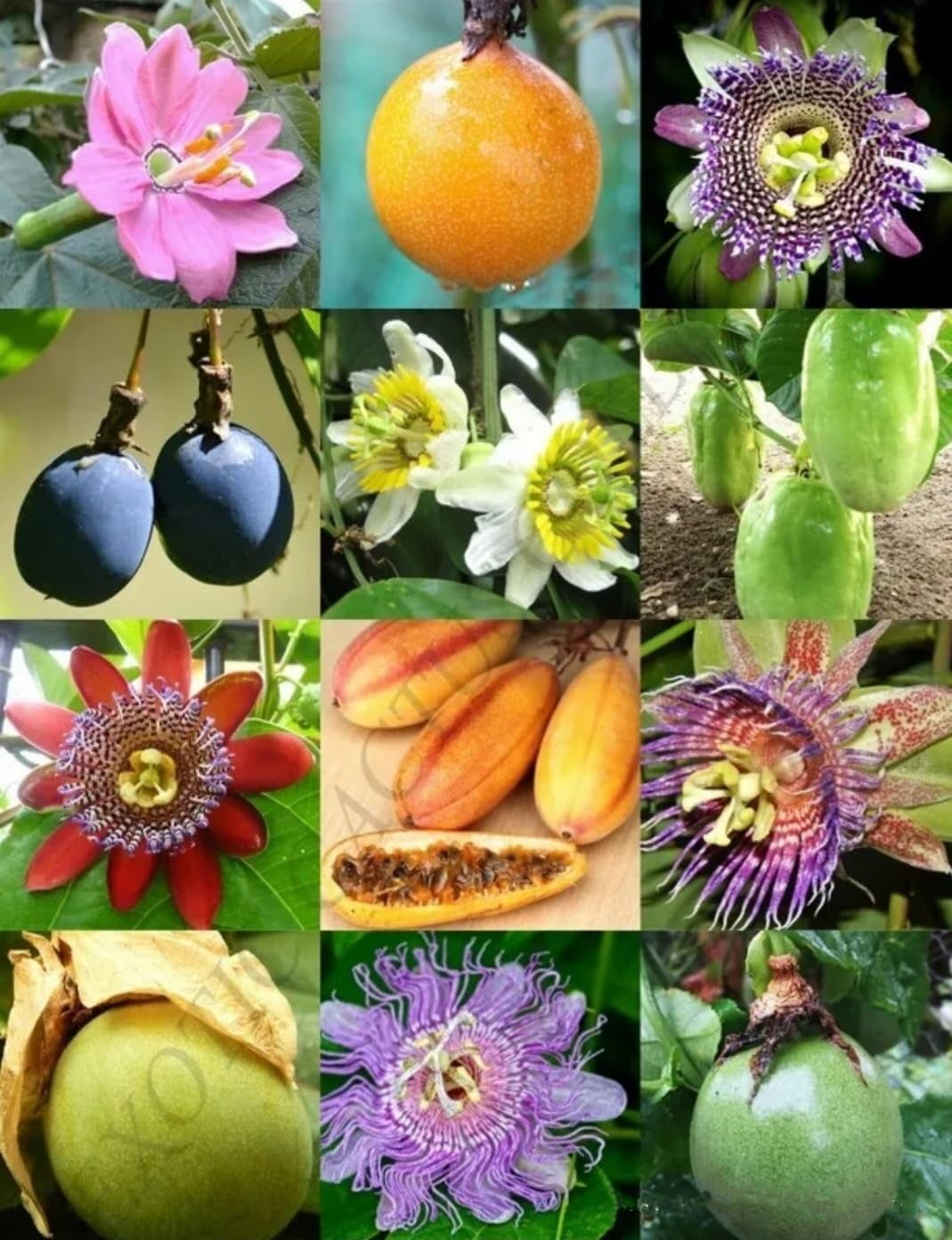 50 Passion Fruit Seeds, Passion Flower Exotic Edible Tropical Fragrant ...