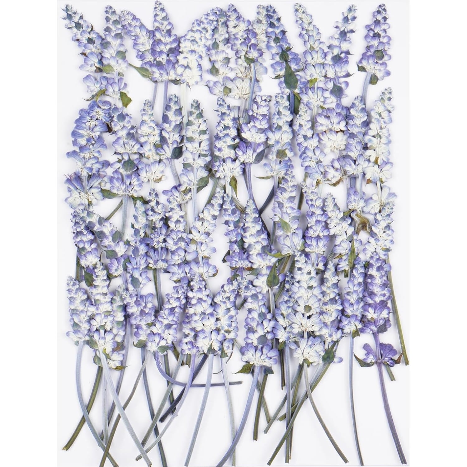 50 Pcs Dried Lavender Topboutique Real Dried Flower Purple Pressed ...