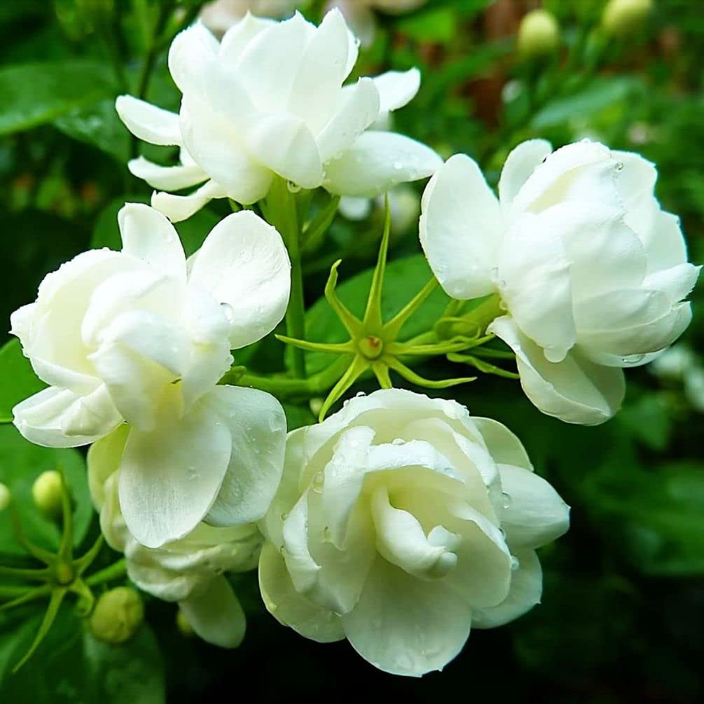 50 Pcs JasminUMRT Seeds for Planting Fragrant Flower Seeds for Home ...