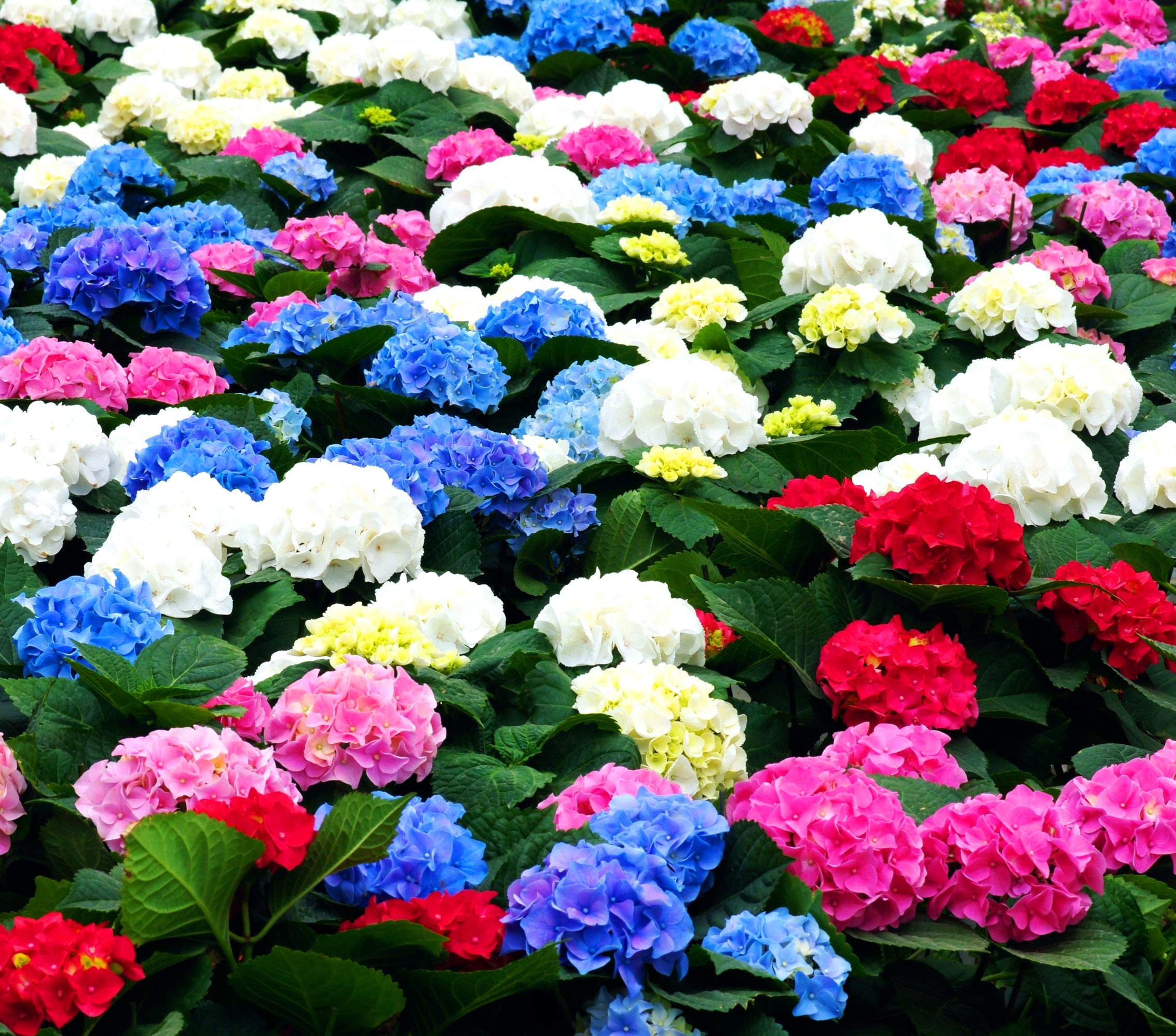 50 Pcs Mixed Blue Hydrangea Seeds Giant MHD1Snowball Hydrangea Fast ...