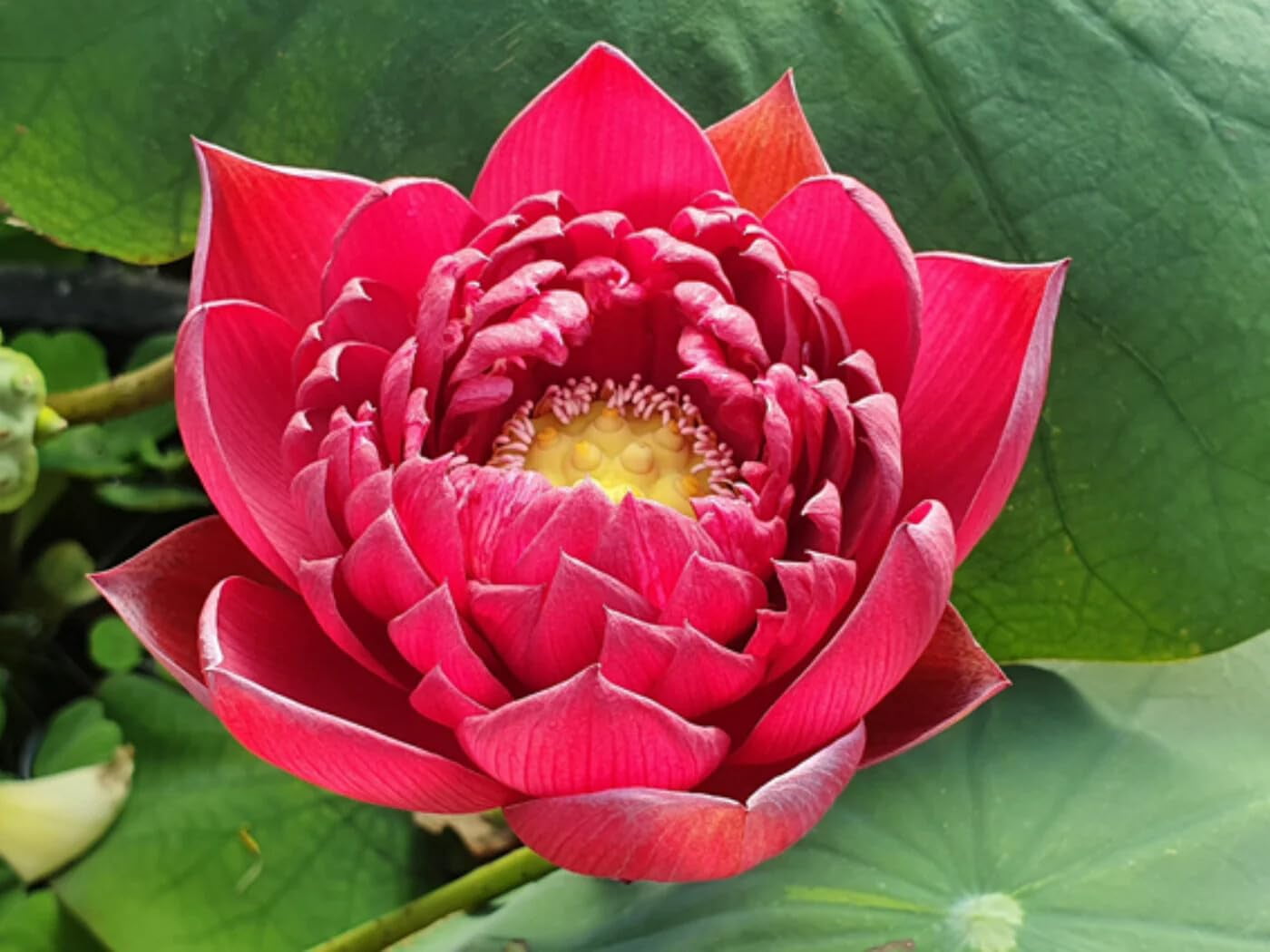 50 Pcs Mixed FEV6 Bowl Lotus Seeds for Planting, Non GMO Lotus Flower ...