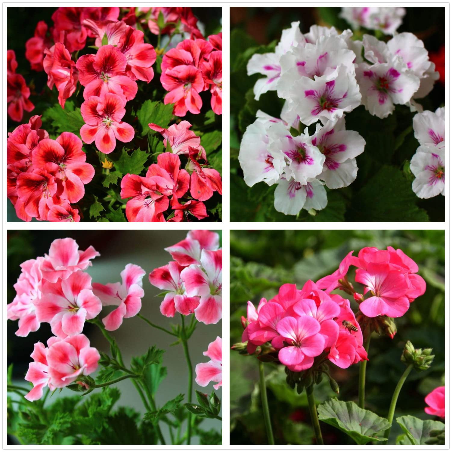 50 Pcs Mixed Geranium Flowers Seed for MHD1Planting|Hardy Wild Dwarf ...