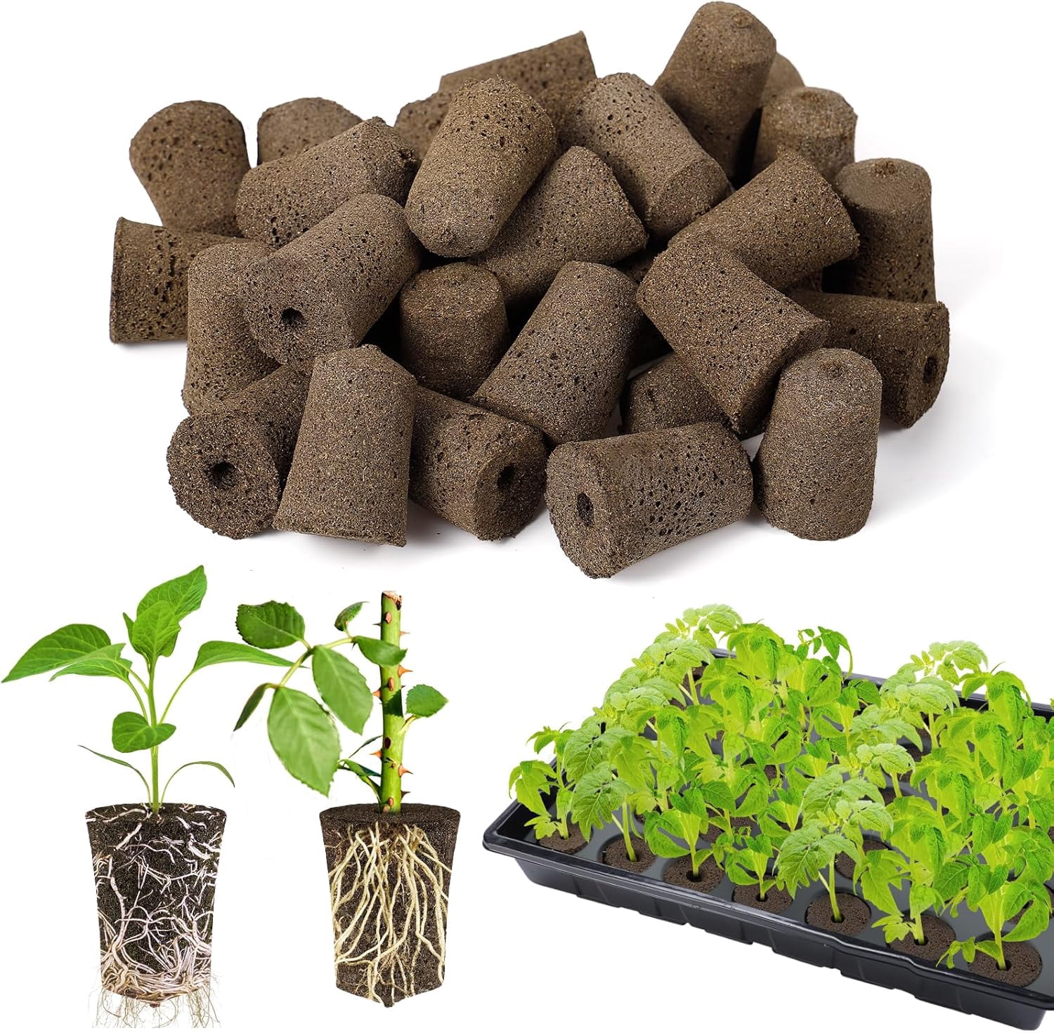 50 Pcs Rooting Sponges, Starter Plugs for Seedlings or Cuttings, Rapid ...