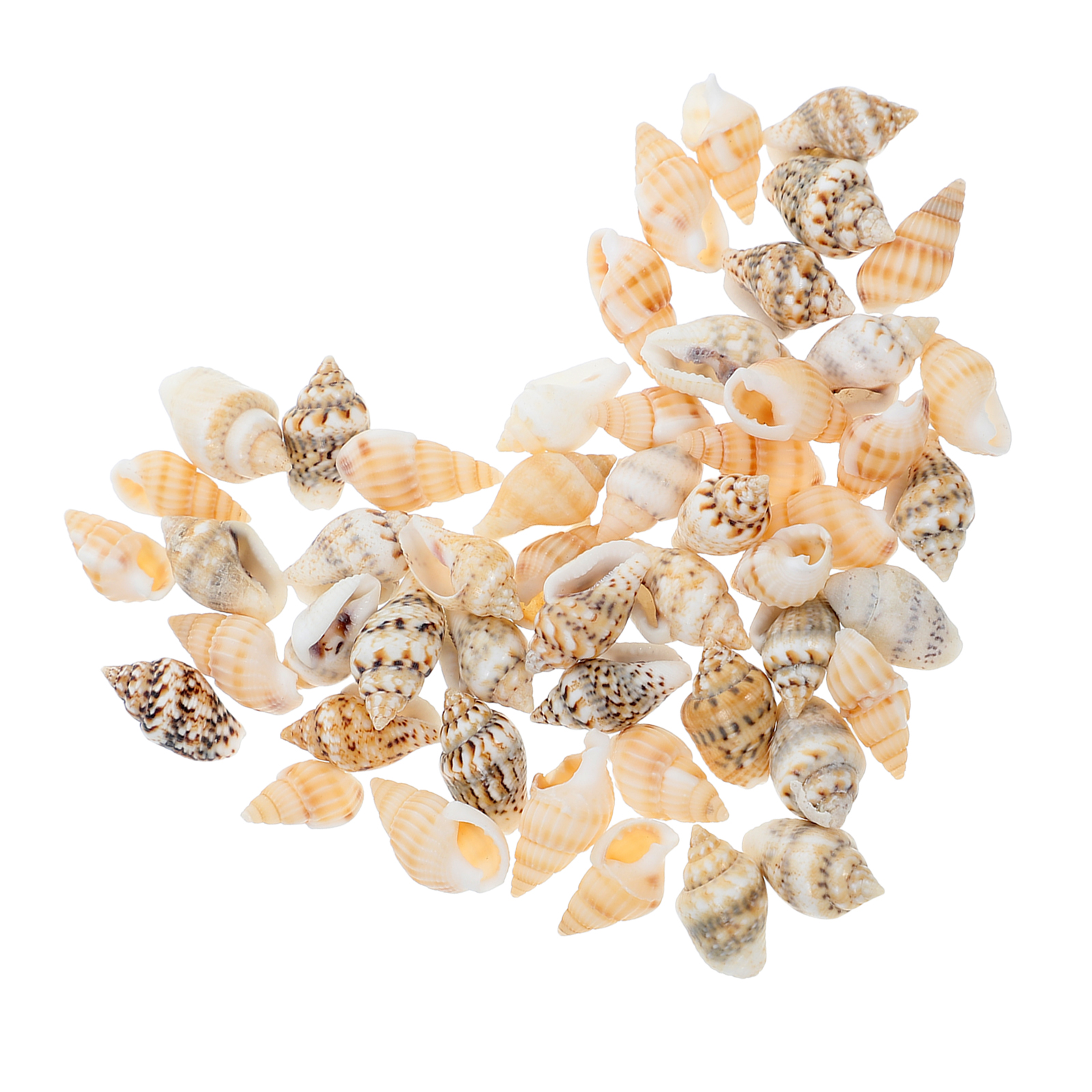 50 Pcs Simulation Shell Seashells Micro Beach Props Beach Decor ...