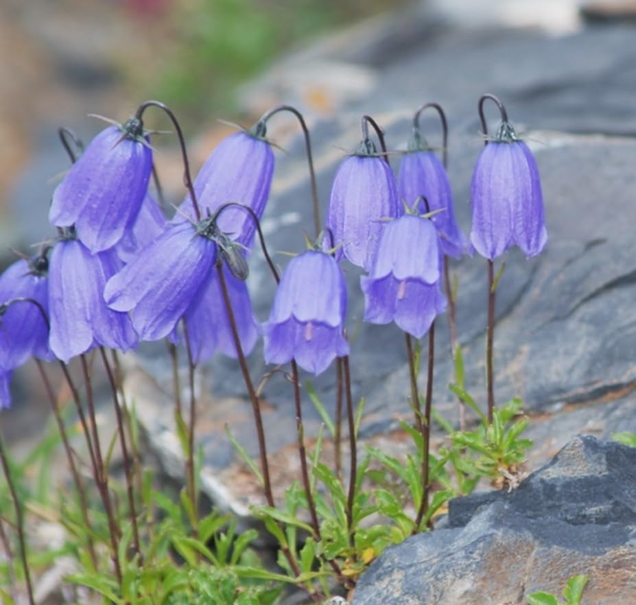 50 Peachleaf Bellflower Seeds for Planting - Campanula persicifolia ...