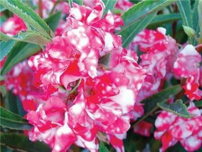 50 Peppermint Stick Impatients Seeds - Walmart.com