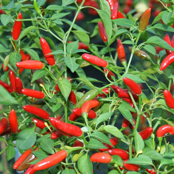 50 Pequin Chili Pepper Seeds for Planting HOT Piquin Bird Peppers Seeds ...